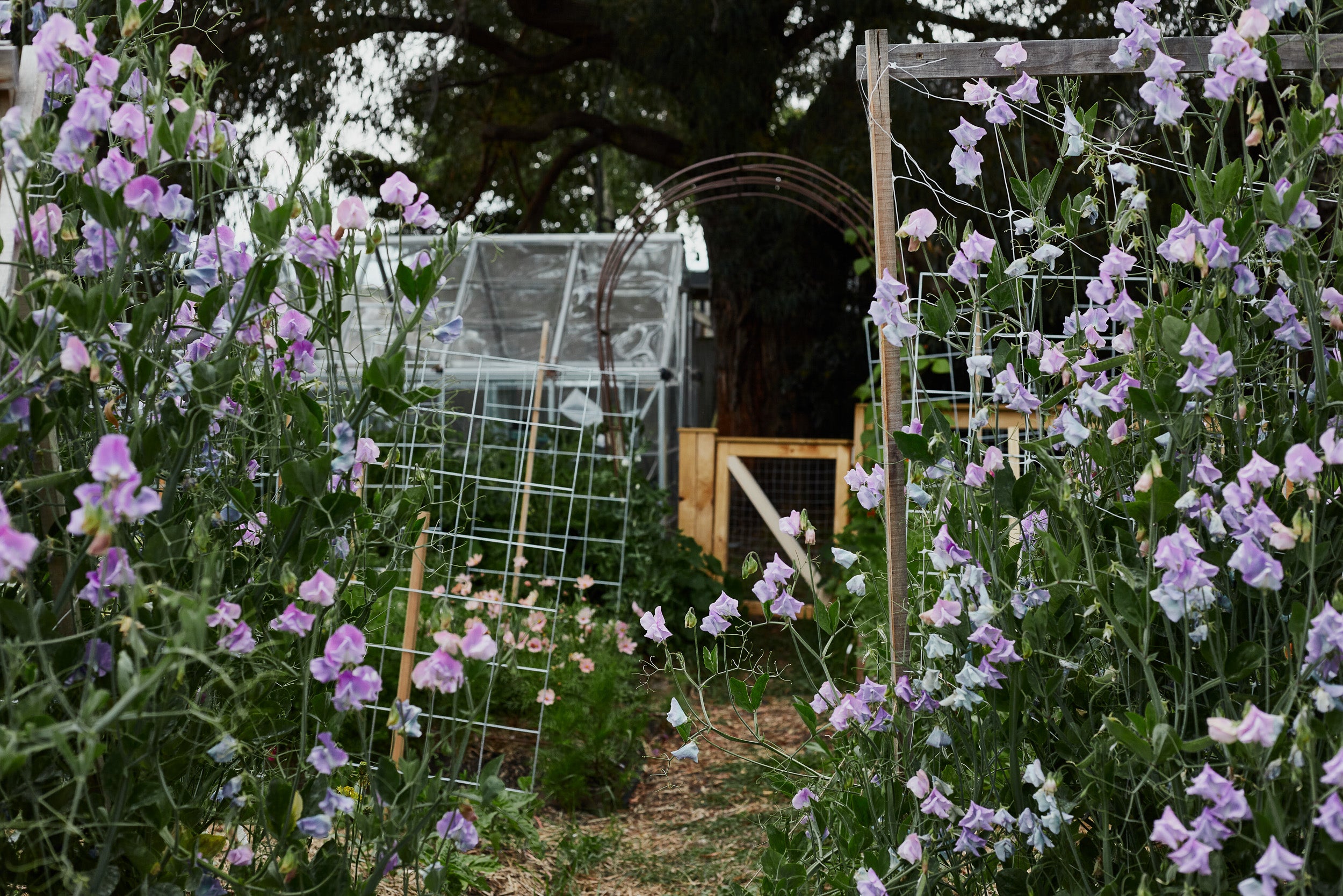 Australian Spring Flower Planting Guide – Veggie & Flower Garden Seeds