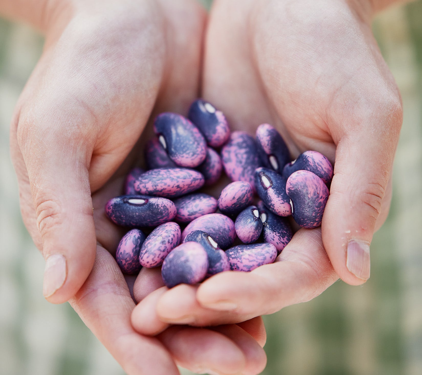 What is the difference between open pollinated, heirloom and hybrid se ...