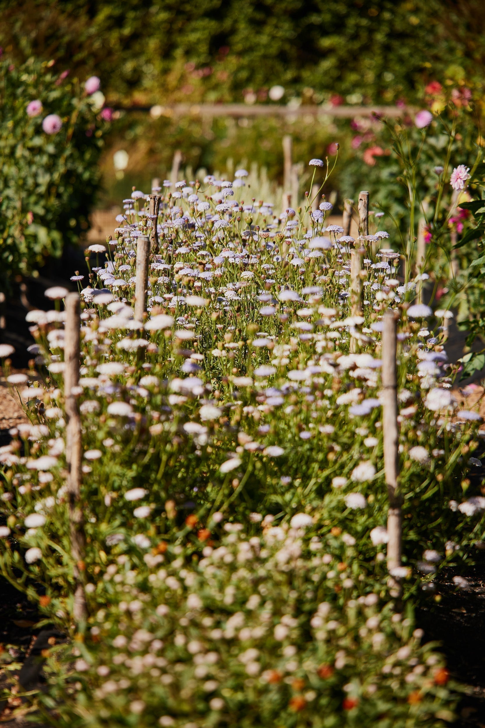 How To Grow Didiscus Flowers From Seed – Veggie & Flower Garden Seeds