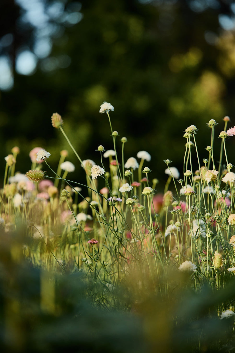 Flower Sowing Chart by Month and Climate – Veggie & Flower Garden Seeds