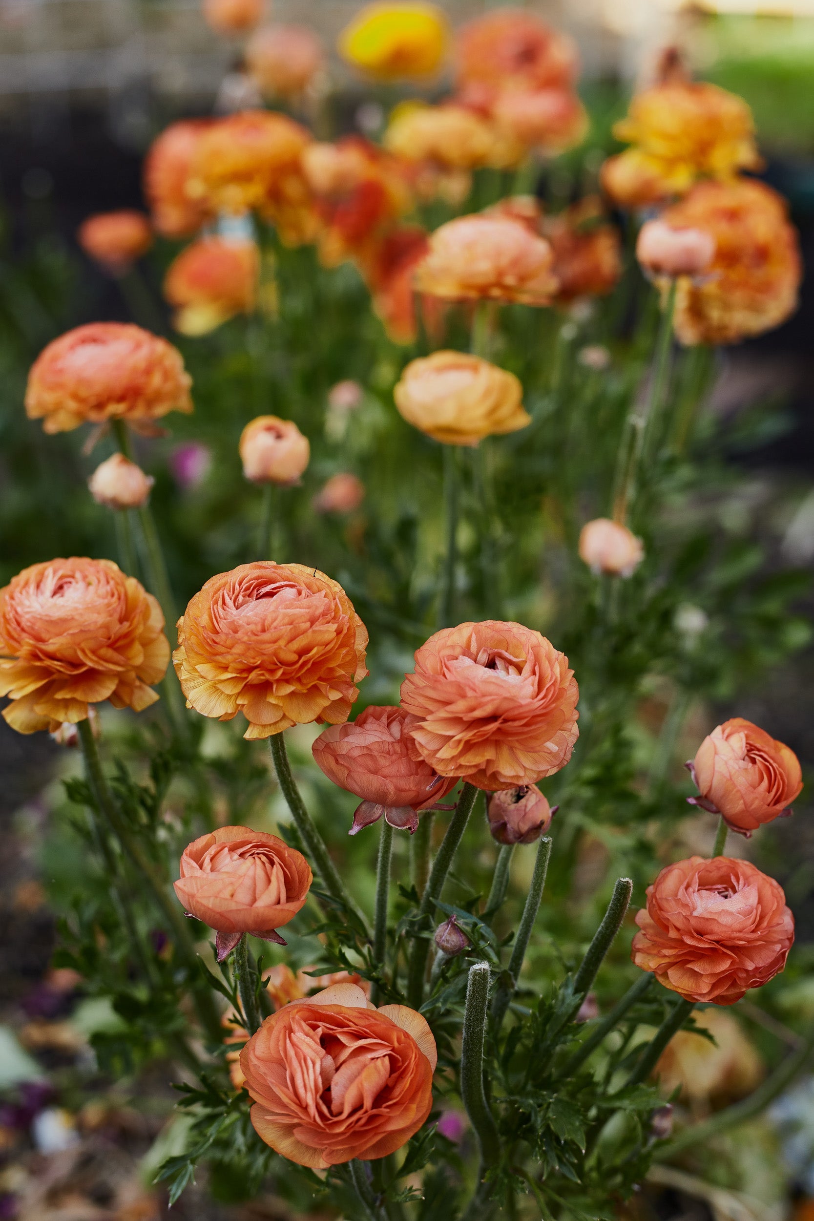 How To Grow Ranunculus Flowers From Corms – Veggie & Flower Garden Seeds