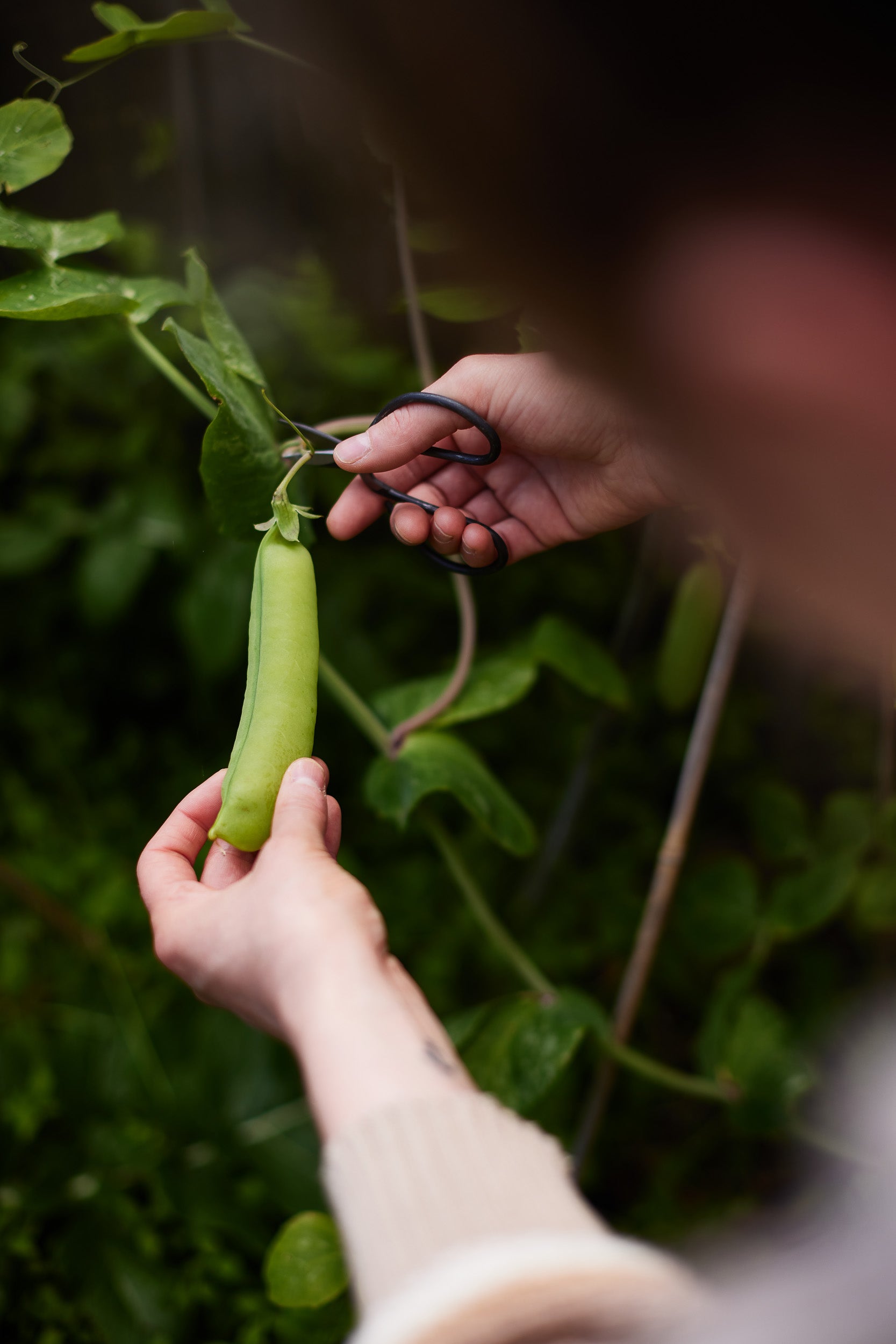 Australian Autumn Vegetable Planting Guide – Veggie & Flower Garden Seeds