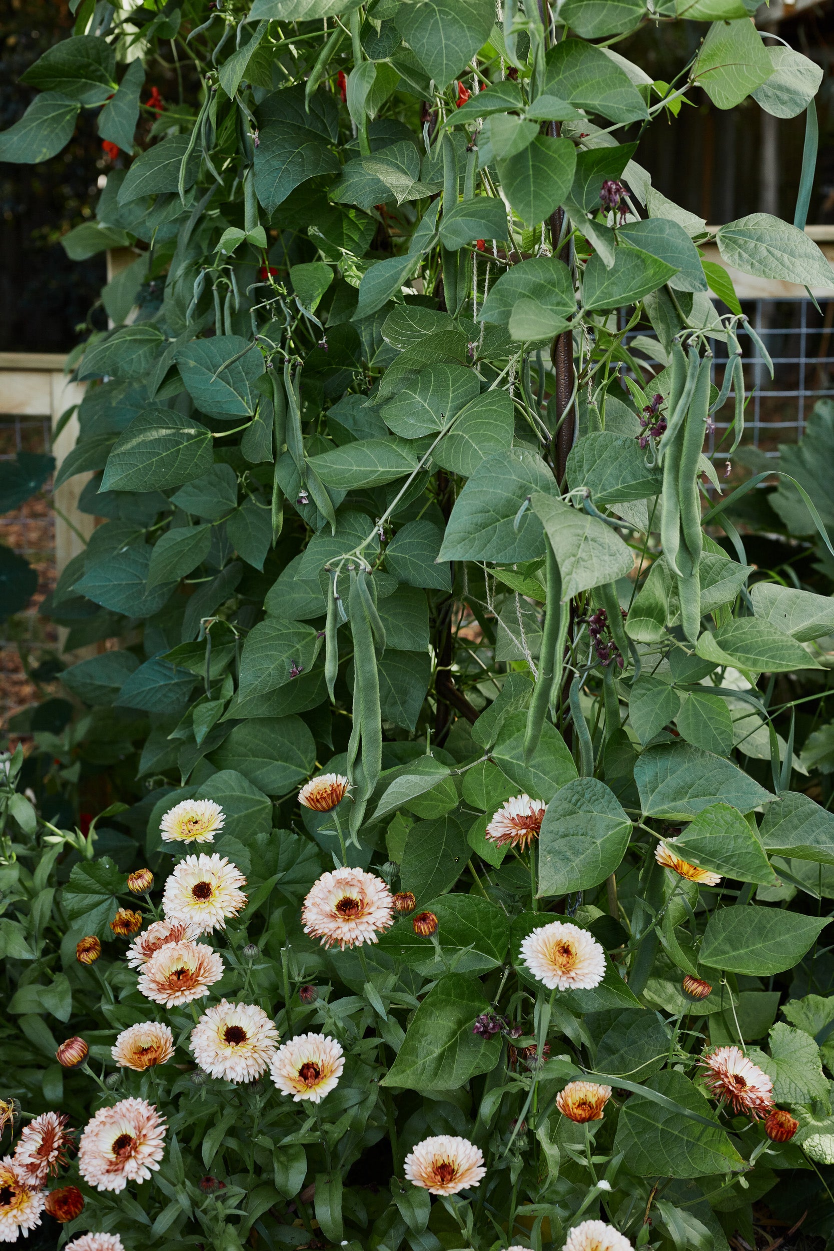 Different Seeds To Grow In Spring – Veggie & Flower Garden Seeds