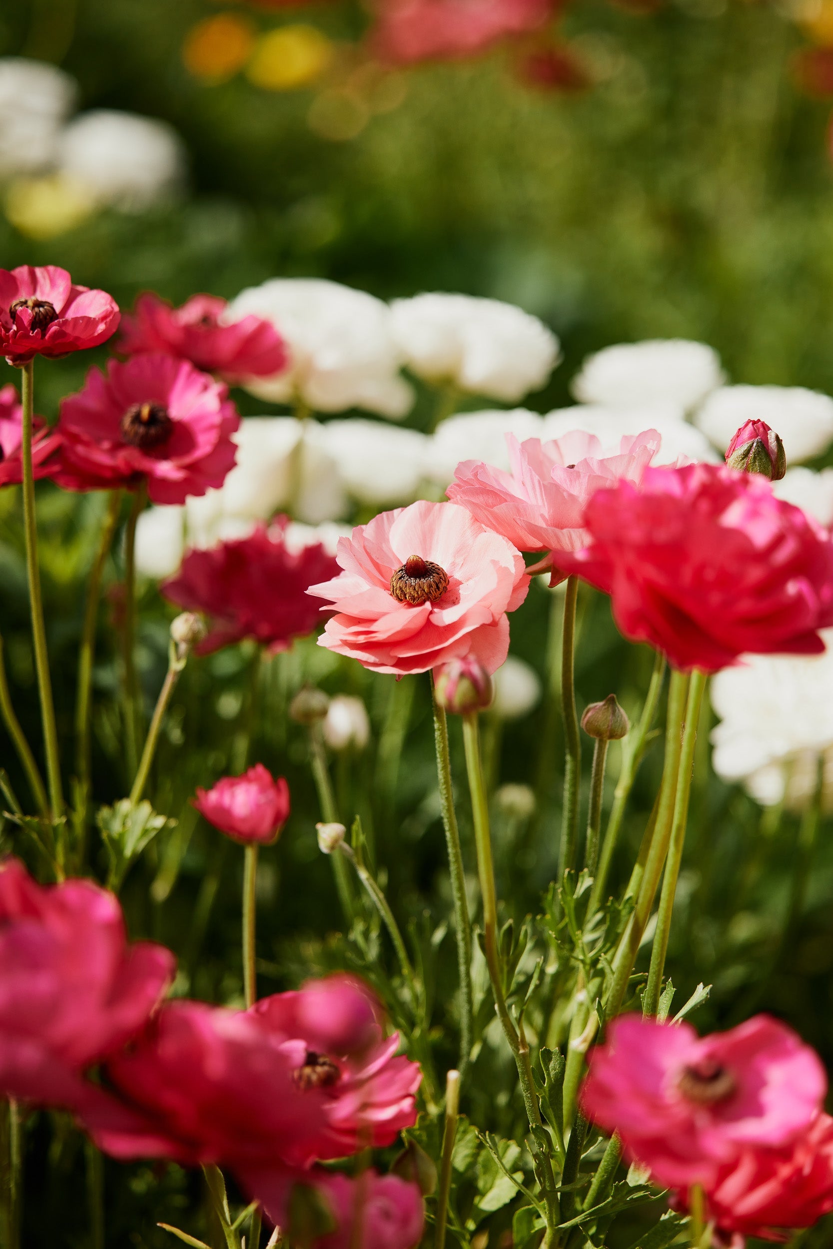Ranunculus Seeds – Veggie & Flower Garden Seeds
