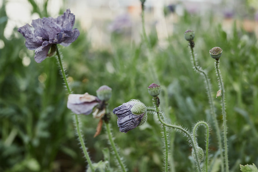 Veggie & Flower Garden Seeds Australia