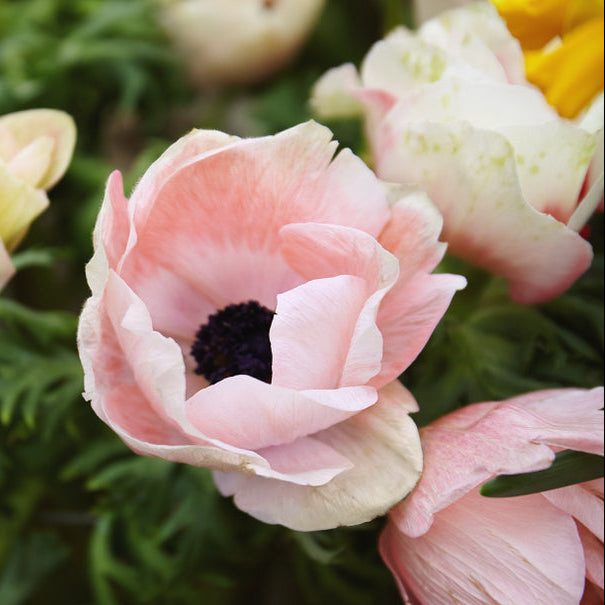 Anemone Flower Seeds – Veggie & Flower Garden Seeds