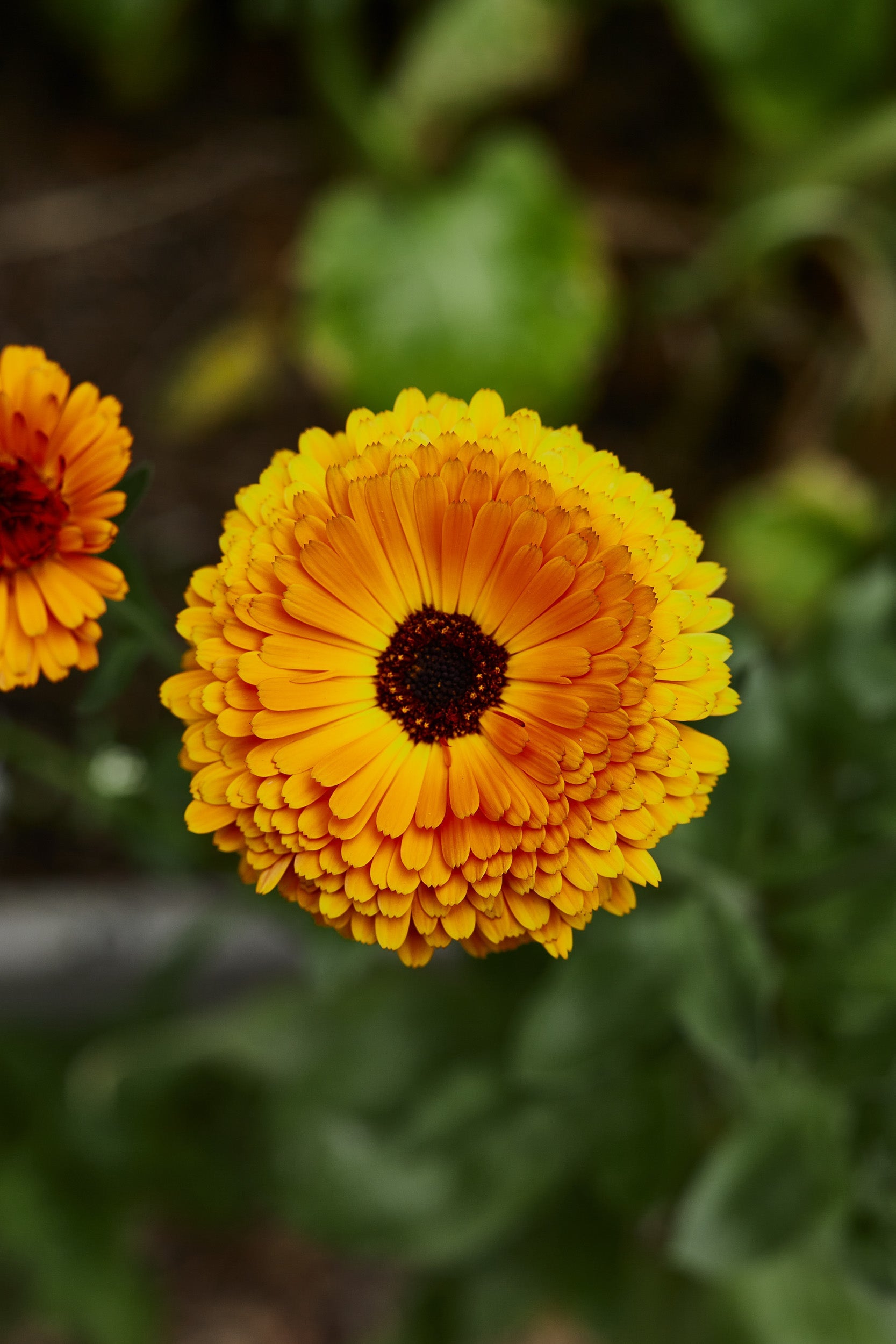 Calendula Flower Seeds – Veggie & Flower Garden Seeds