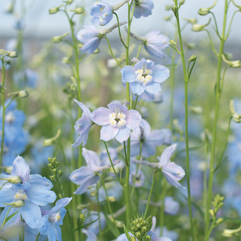 Delphinium Flower Seeds – Veggie & Flower Garden Seeds