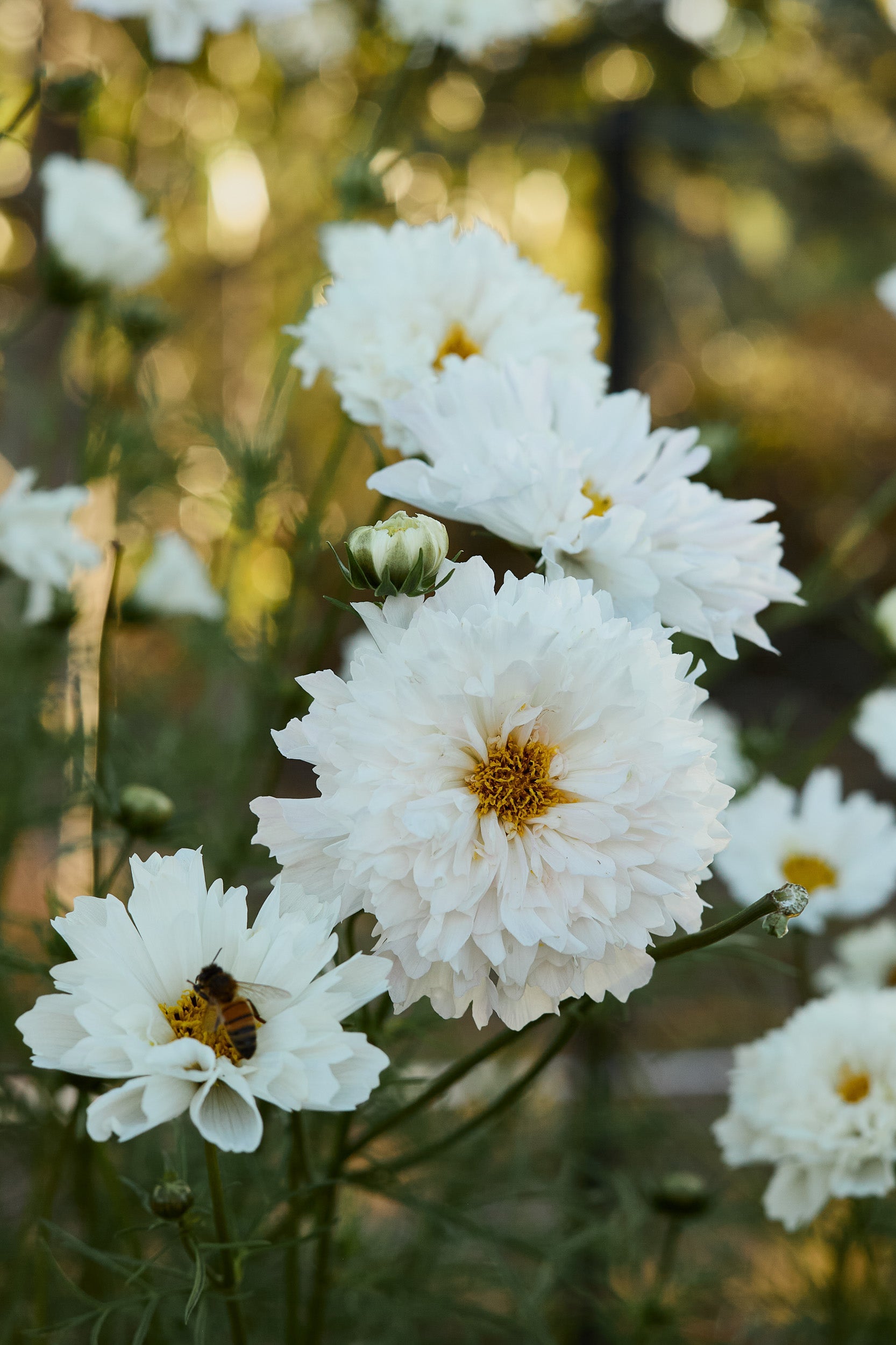 Seeds – Veggie & Flower Garden Seeds