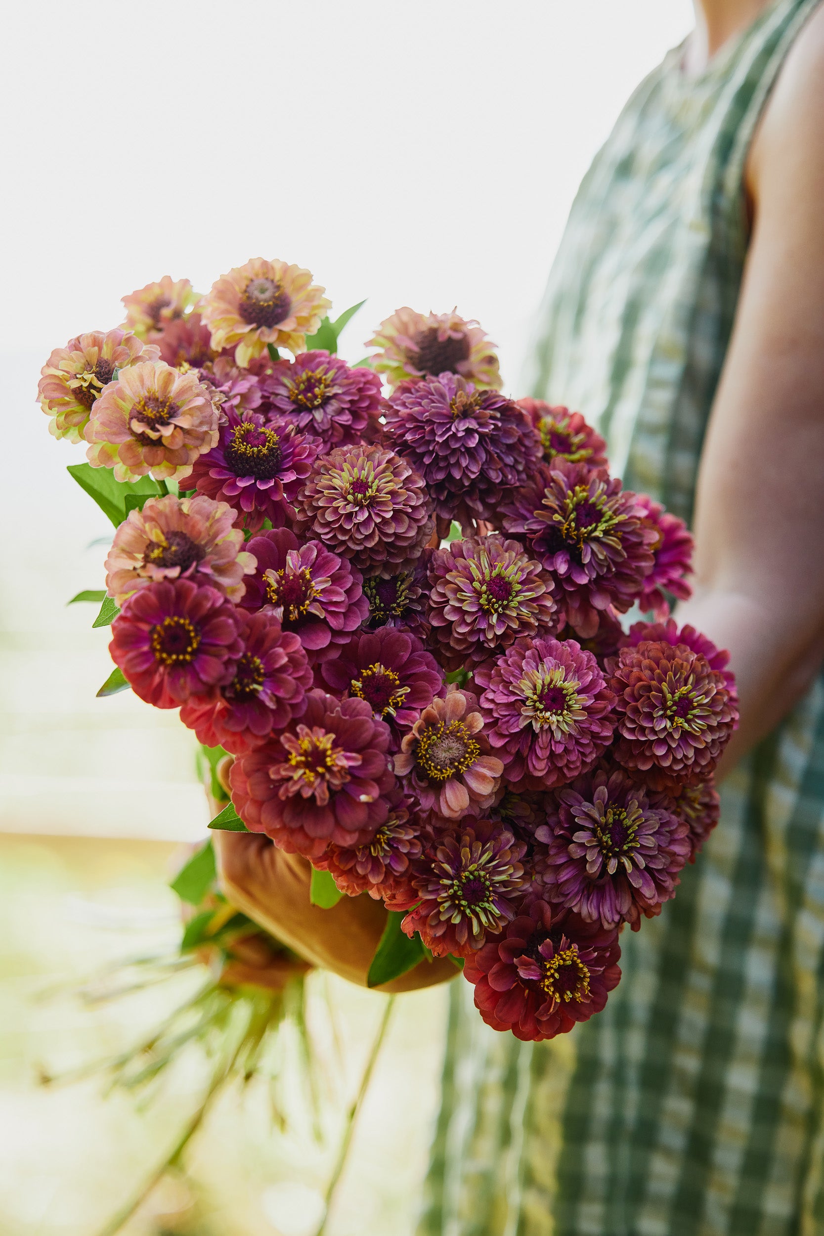 Zinnia Flower Seeds – Veggie & Flower Garden Seeds