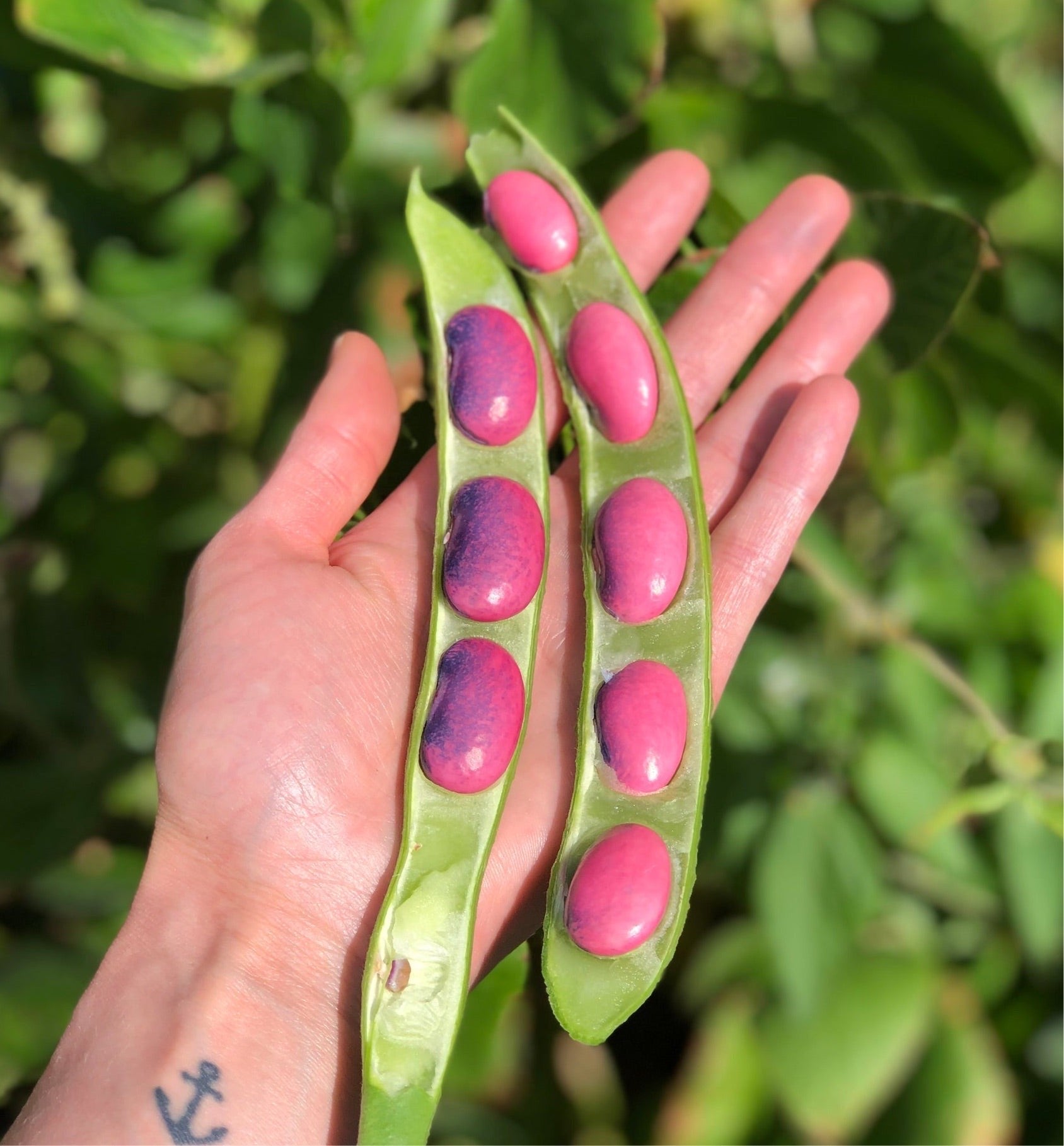 Pea & Bean Seeds – Veggie & Flower Garden Seeds