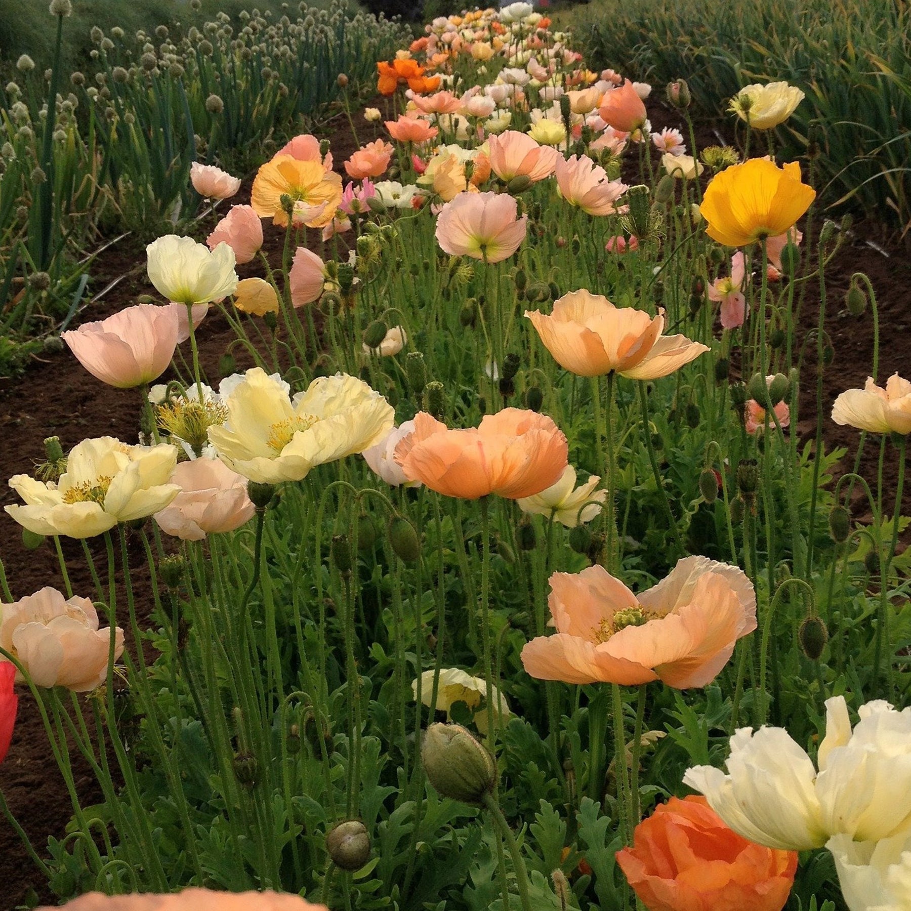 Poppy Australis Pastel Shades Flower | X 200 Seeds – Veggie & Flower ...