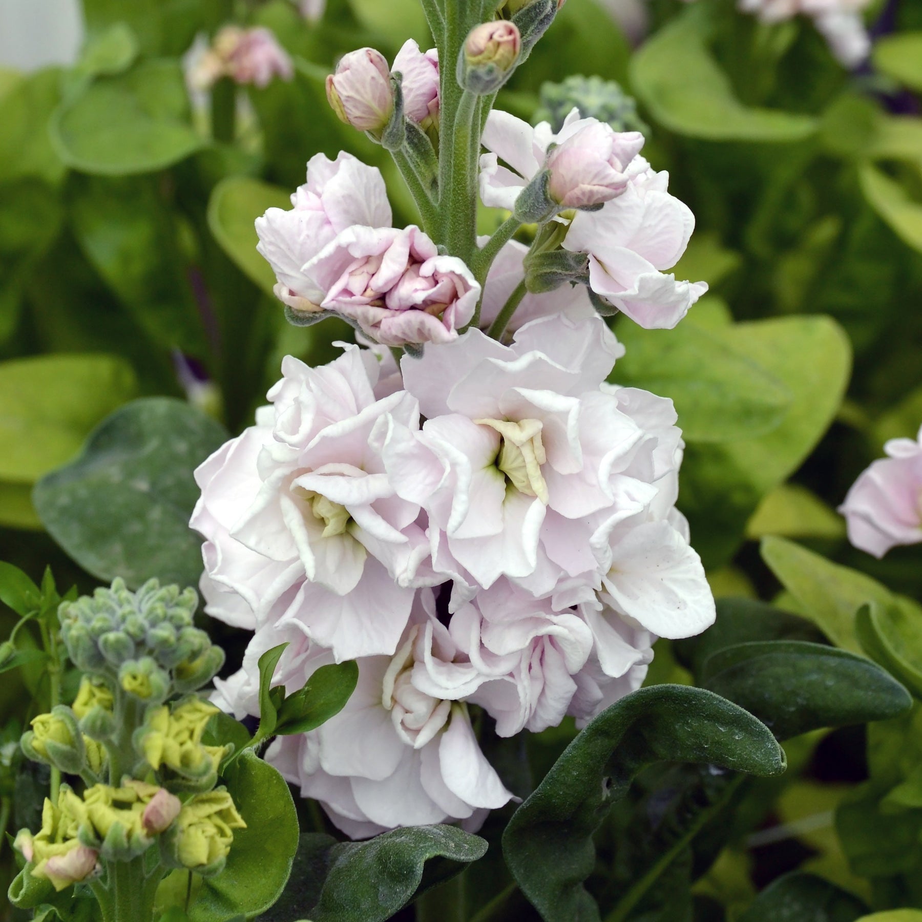 Stock StoX Silver Blush Flower | X 30 Seeds – Veggie & Flower Garden Seeds