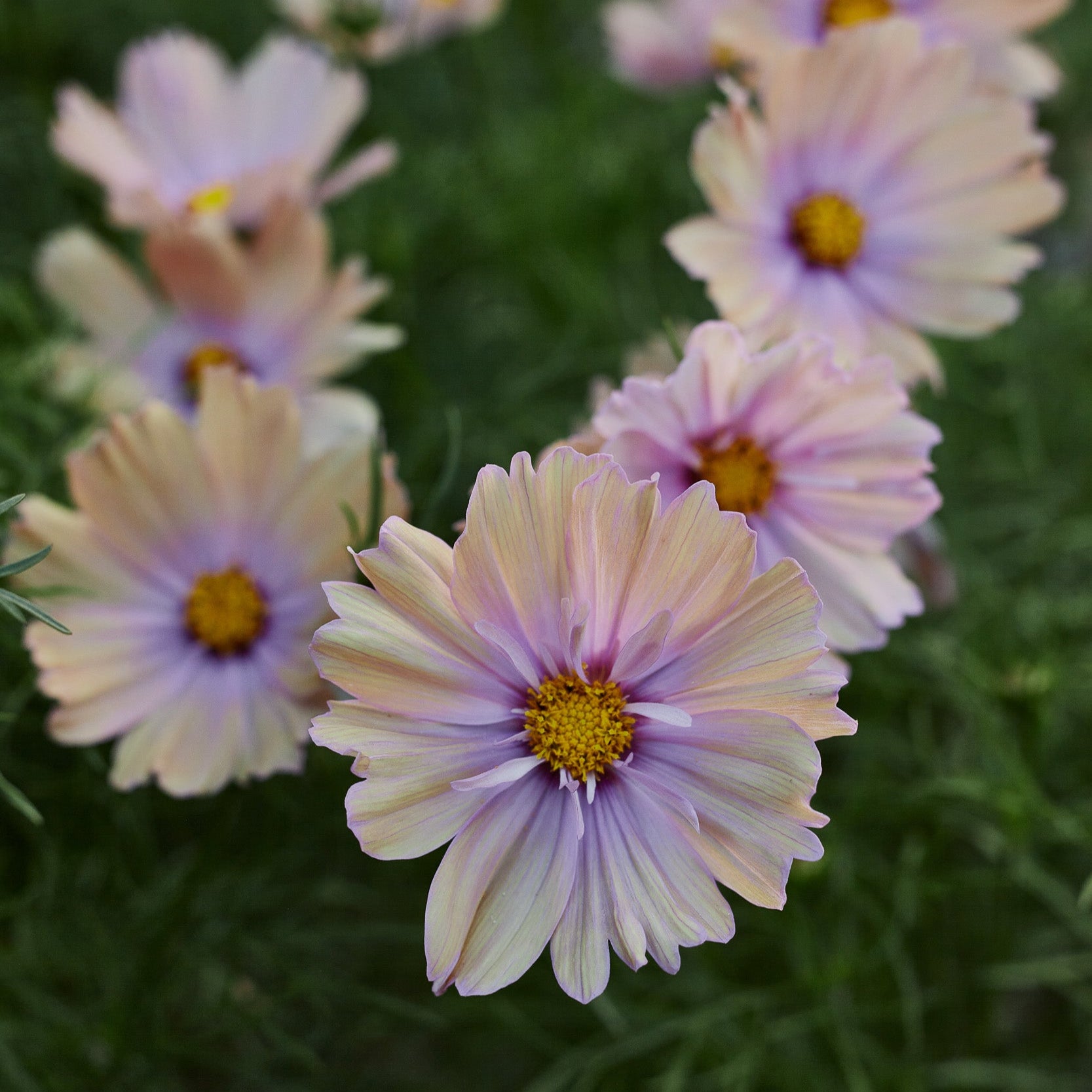 Cosmos Apricotta Flower | X 30 Seeds – Veggie & Flower Garden Seeds