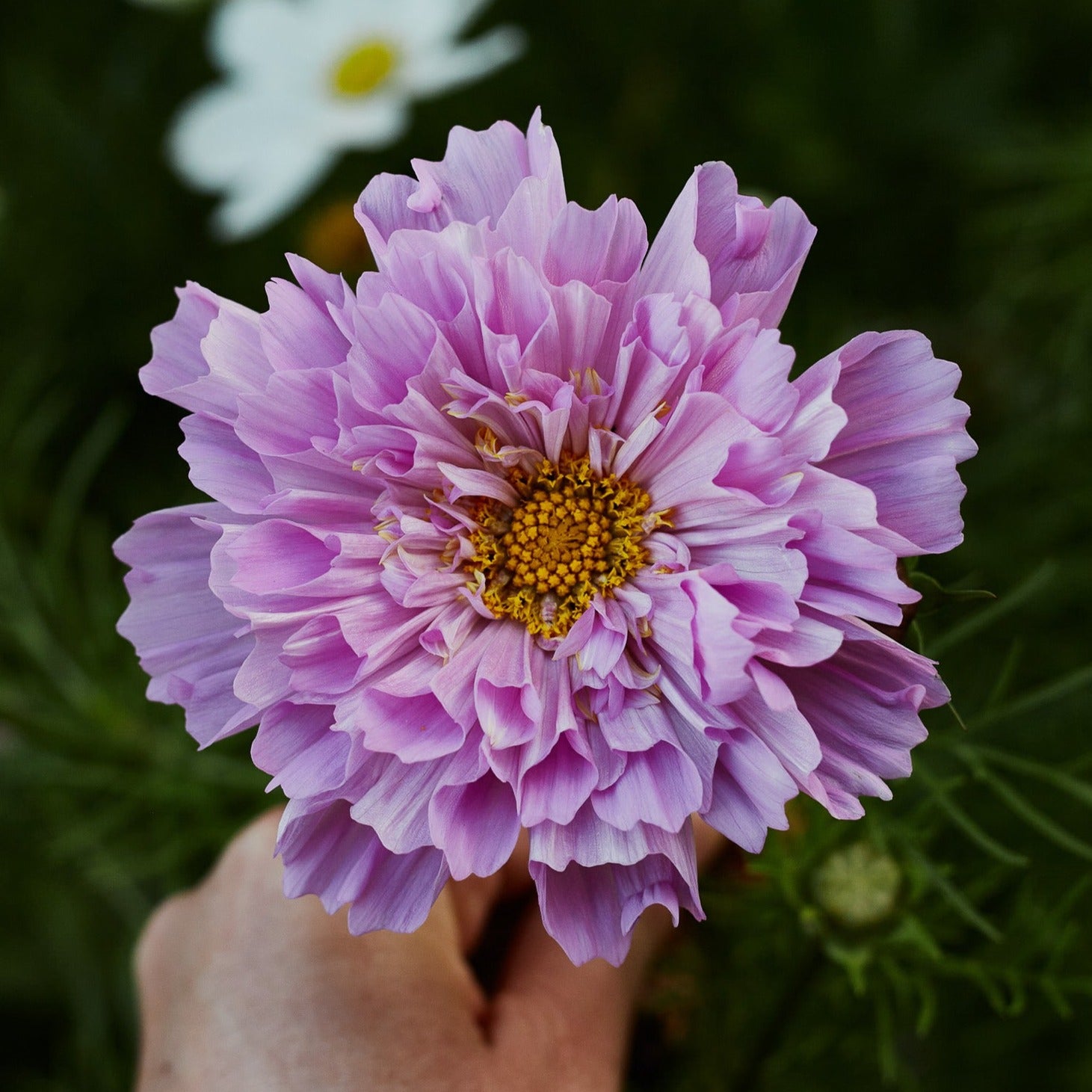Cosmos Double Dutch Rose Bon Bon Flower | X 30 Seeds – Veggie & Flower ...