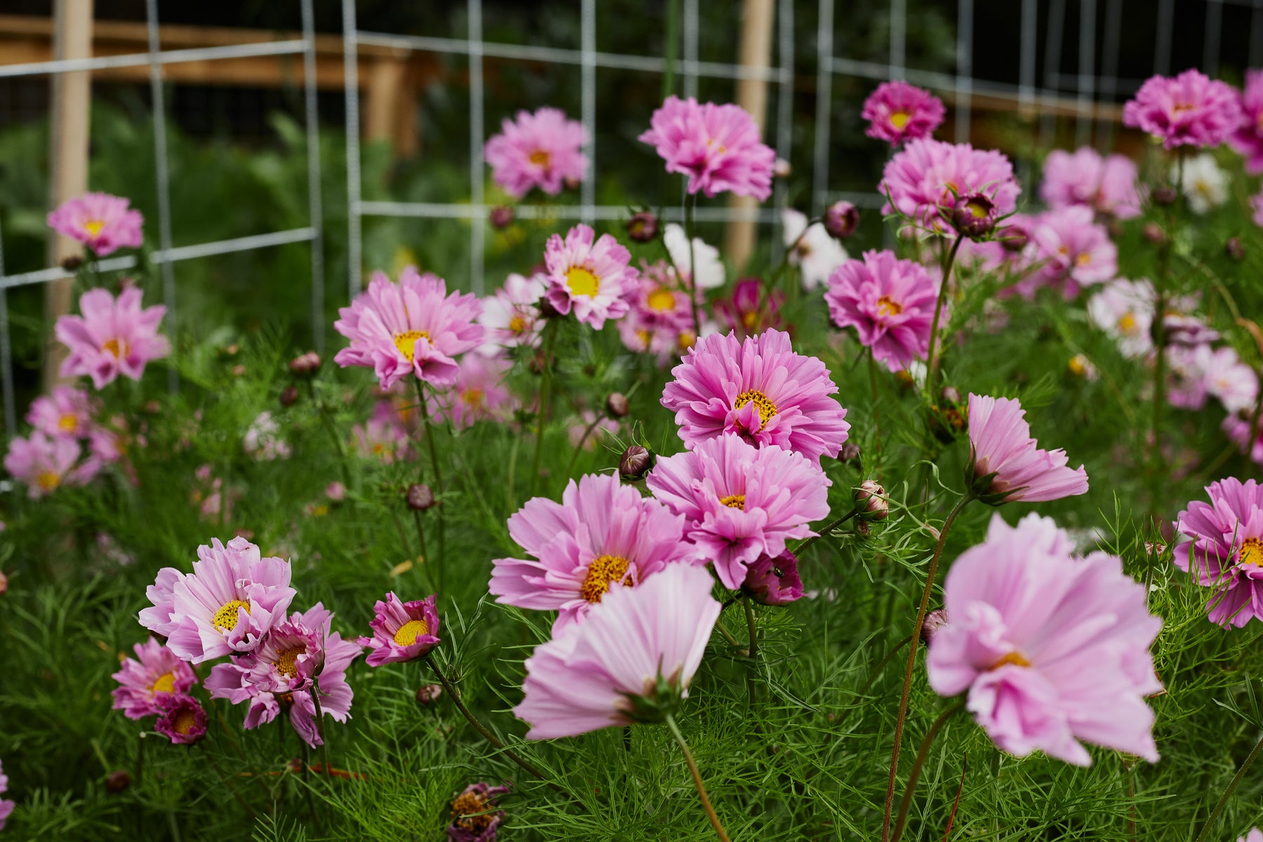 Cosmos Double Dutch Rose Bon Bon Flower | X 30 Seeds – Veggie & Flower ...