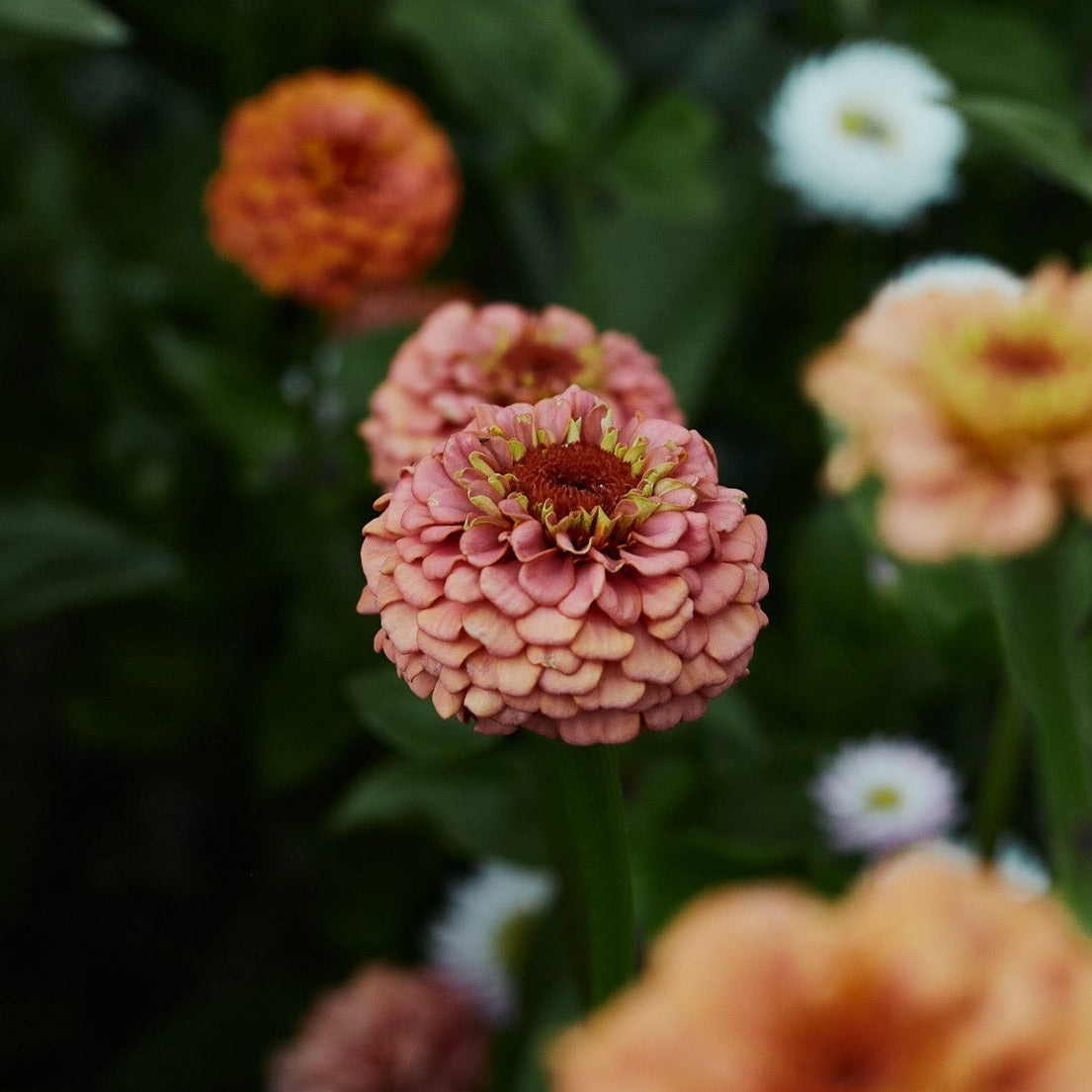 Zinnia Oklahoma Salmon Flower | X 50 Seeds – Veggie & Flower Garden Seeds