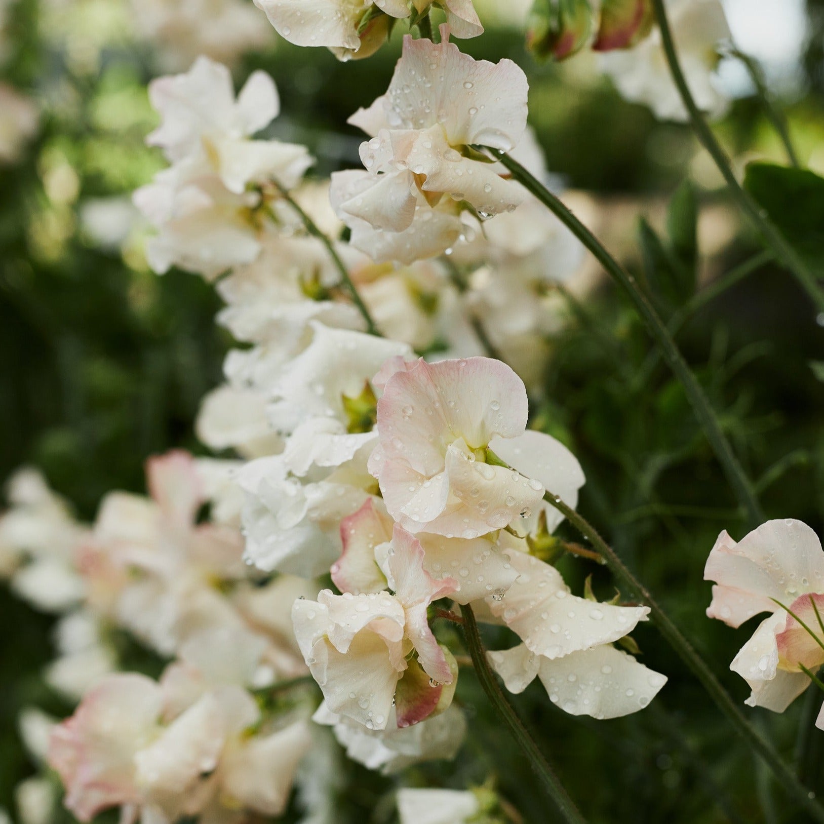 Sweet Pea Piggy Sue Flower | X 10 Seeds - AVAILABLE 2026 – Veggie ...