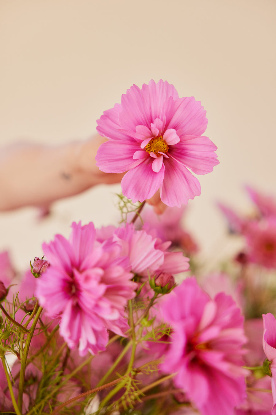 Cosmos Fizzy Rose Flower | X 50 Seeds – Veggie & Flower Garden Seeds