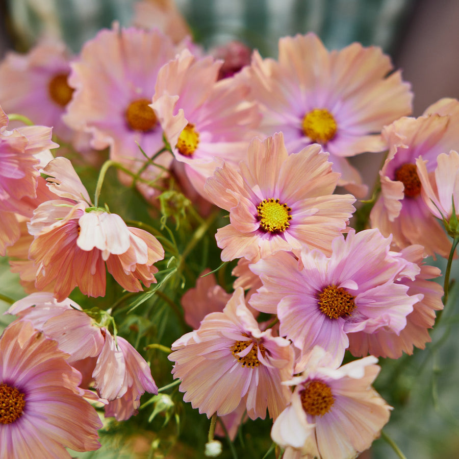 Cosmos Apricotta Flower | X 30 Seeds – Veggie & Flower Garden Seeds