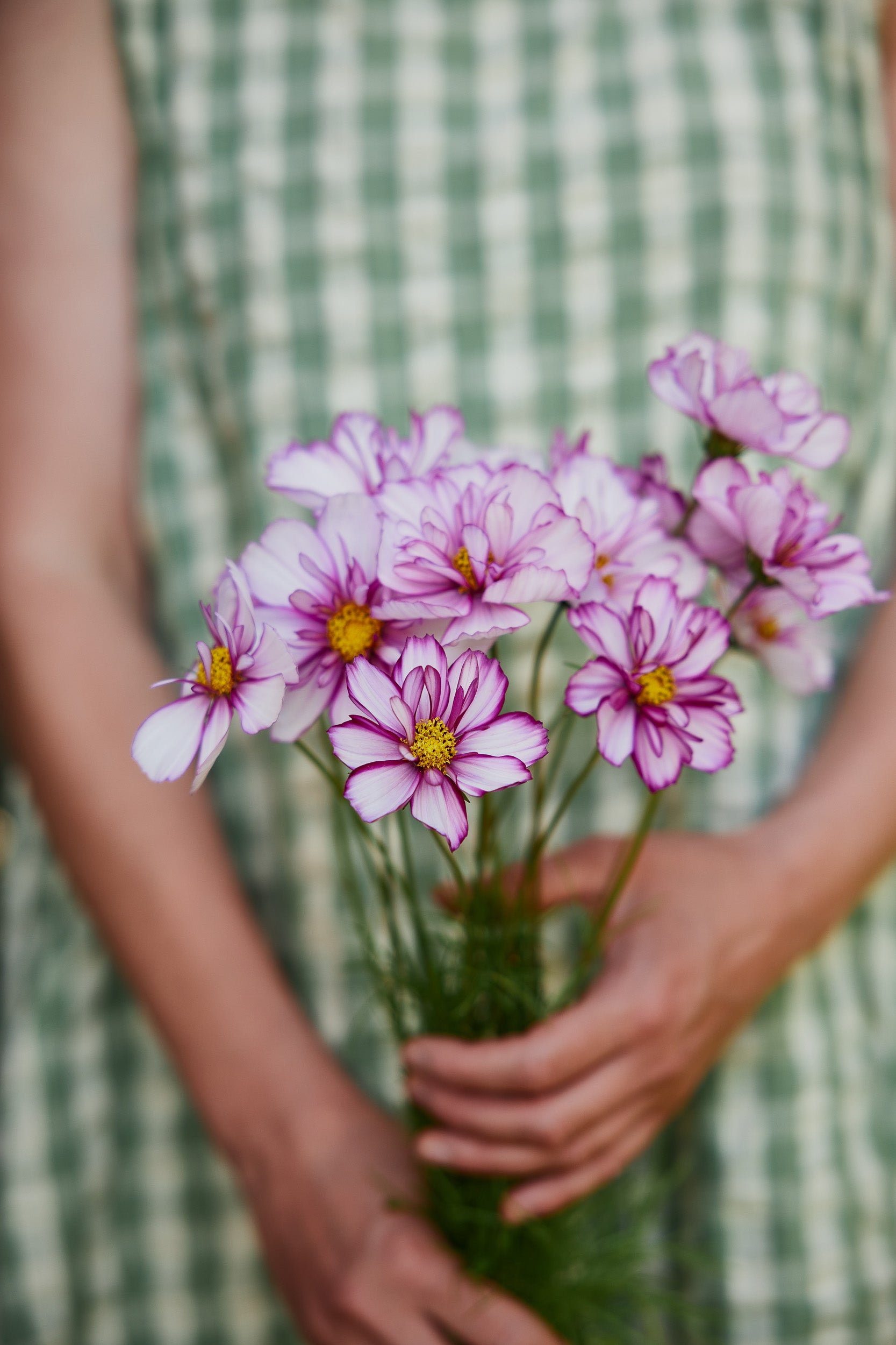 Cosmos Fizzy Picotee Flower | X 50 Seeds – Veggie & Flower Garden Seeds