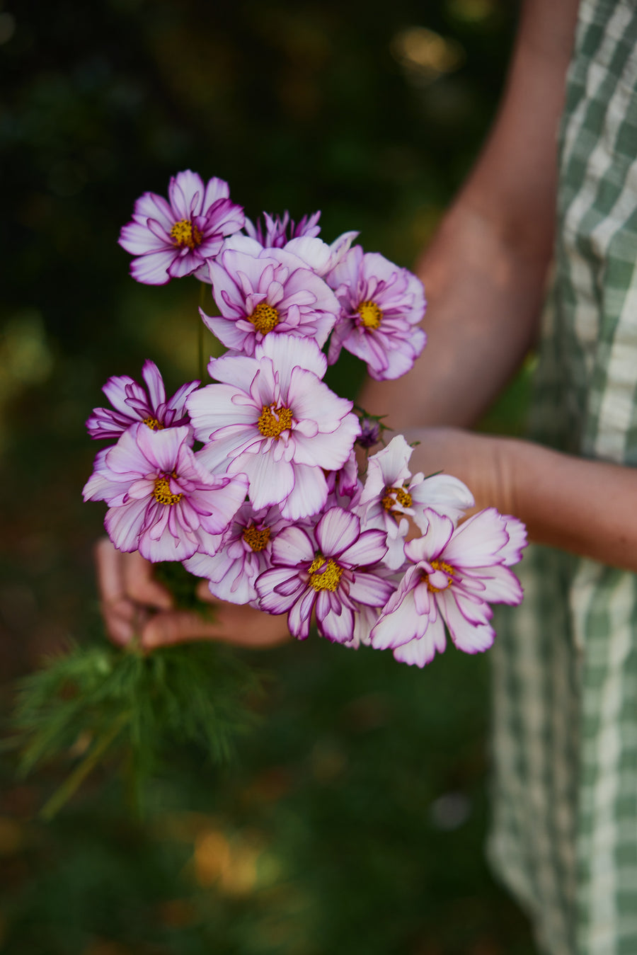 Cosmos Fizzy Rose Picotee Flower | X 50 Seeds – Veggie & Flower Garden ...