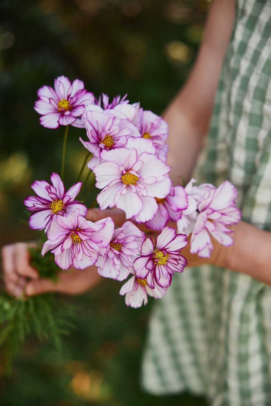 Cosmos Fizzy Rose Picotee Flower | X 50 Seeds – Veggie & Flower Garden ...