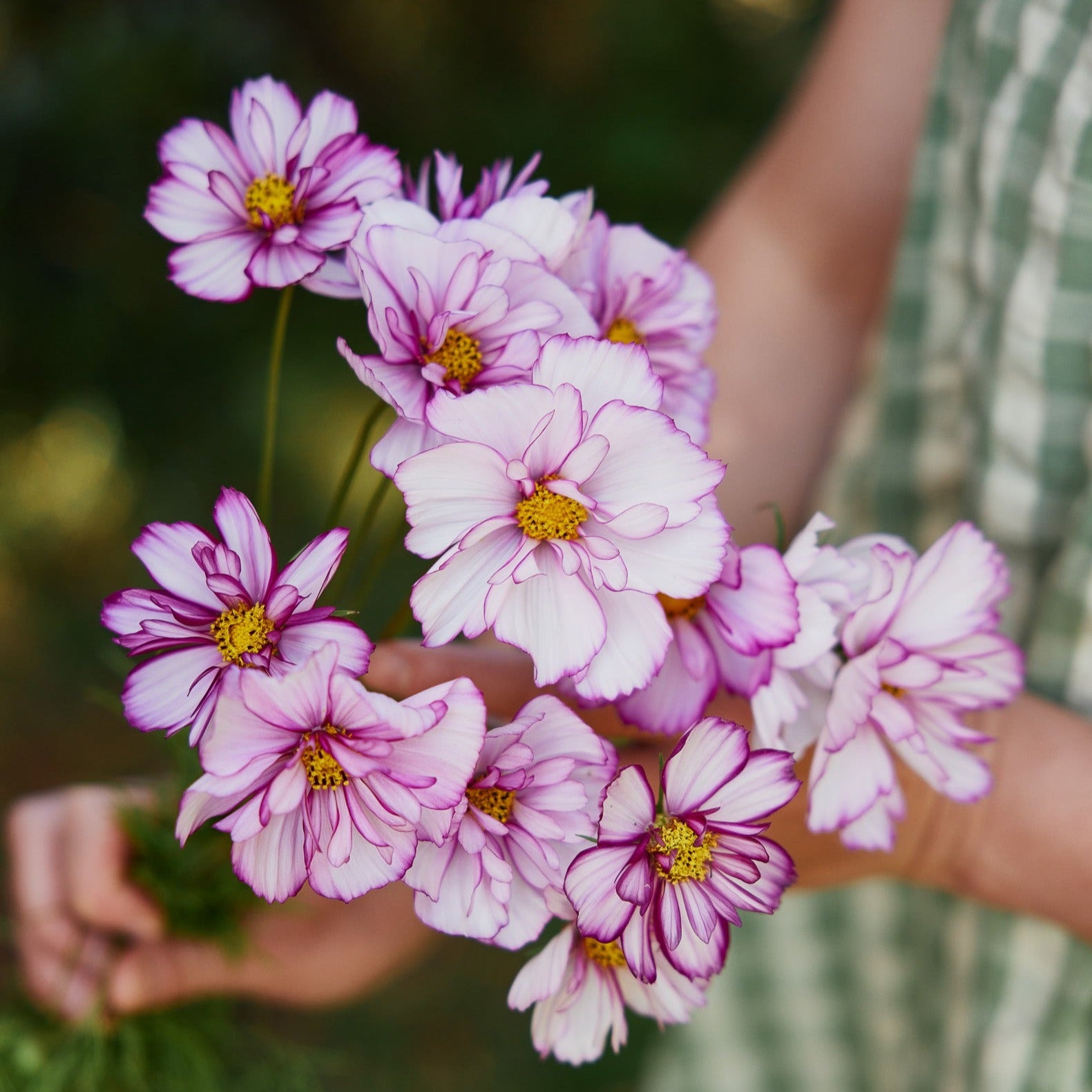 Cosmos Fizzy Picotee Flower | X 50 Seeds – Veggie & Flower Garden Seeds