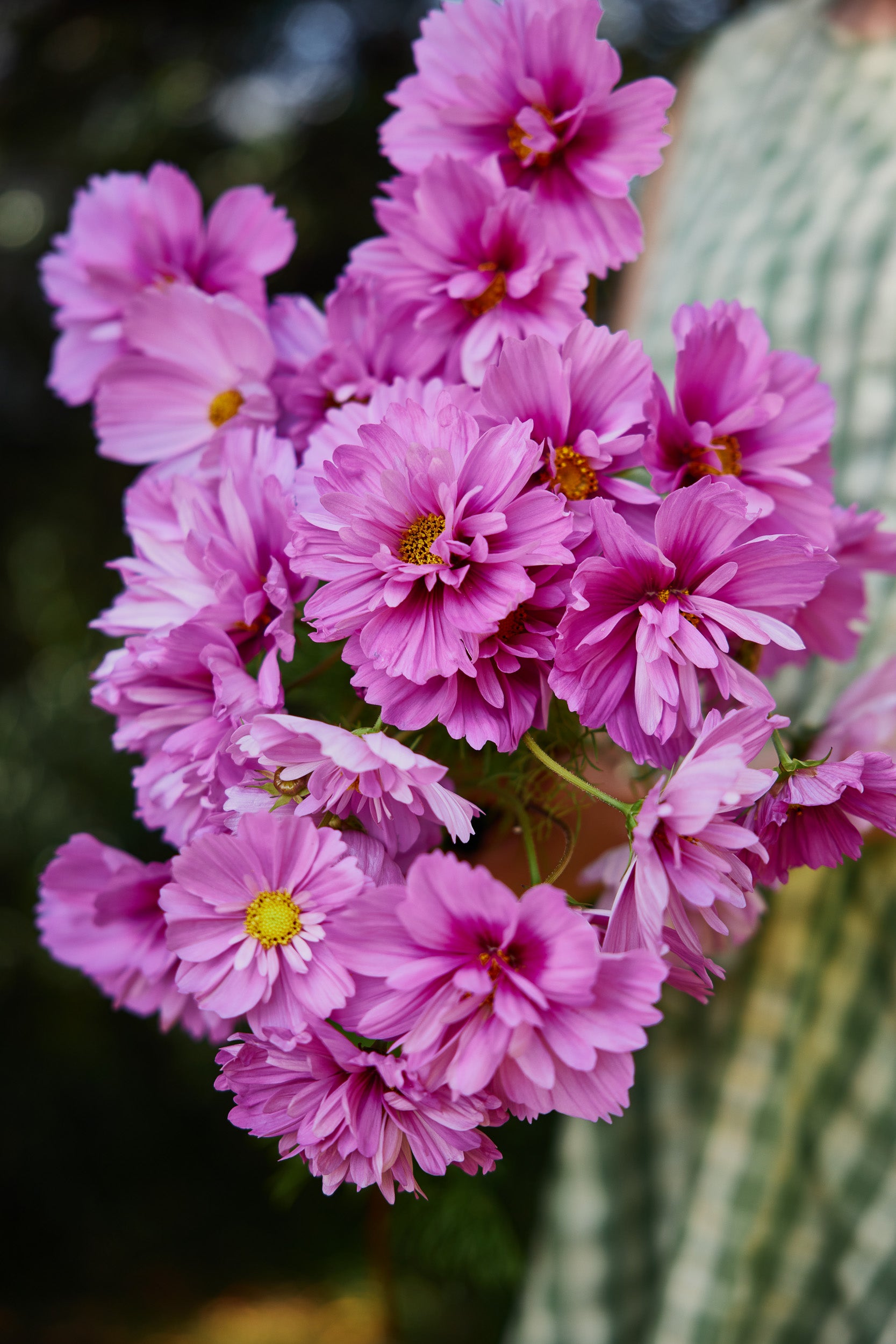 Cosmos Fizzy Rose Flower | X 50 Seeds – Veggie & Flower Garden Seeds