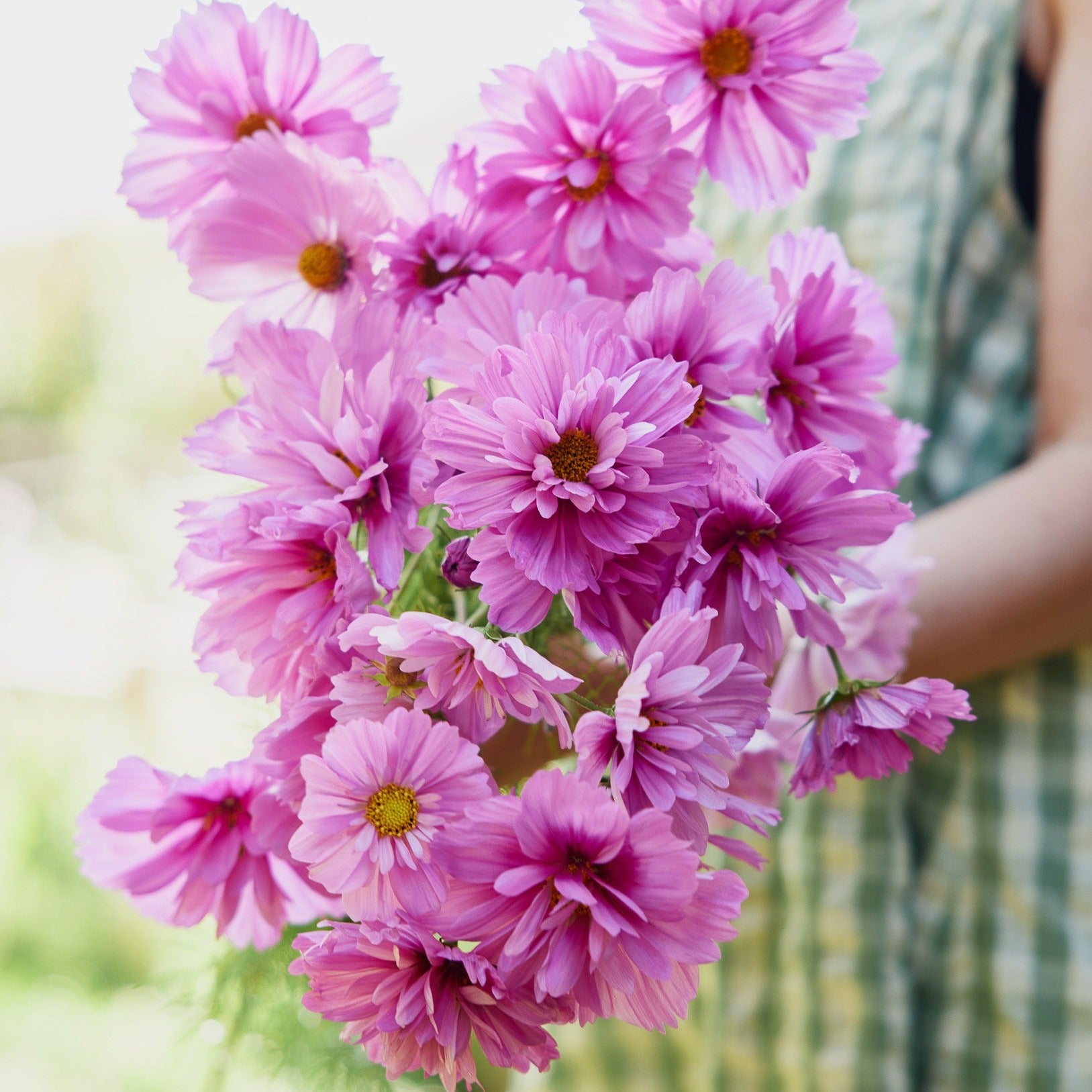 Cosmos Fizzy Rose Flower | X 50 Seeds – Veggie & Flower Garden Seeds