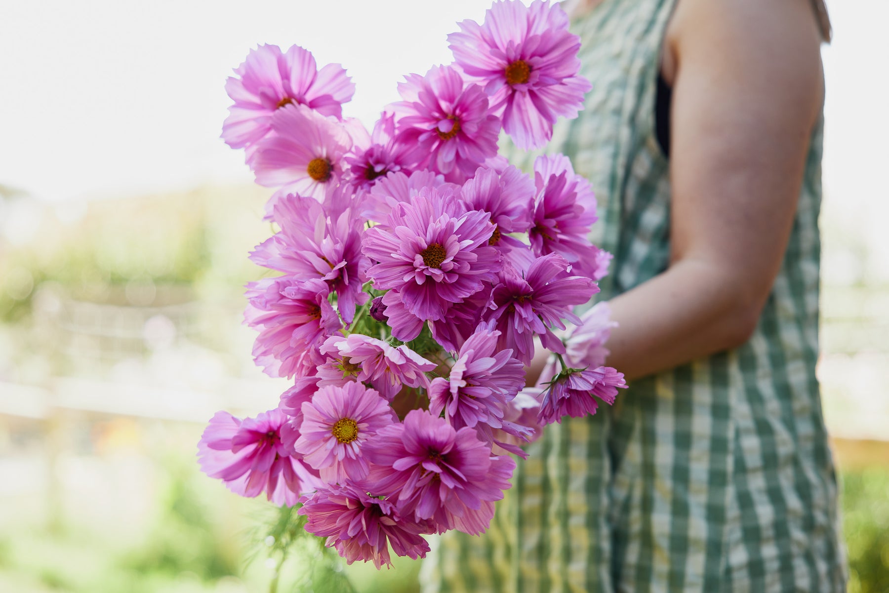 Cosmos Fizzy Rose Flower | X 50 Seeds – Veggie & Flower Garden Seeds