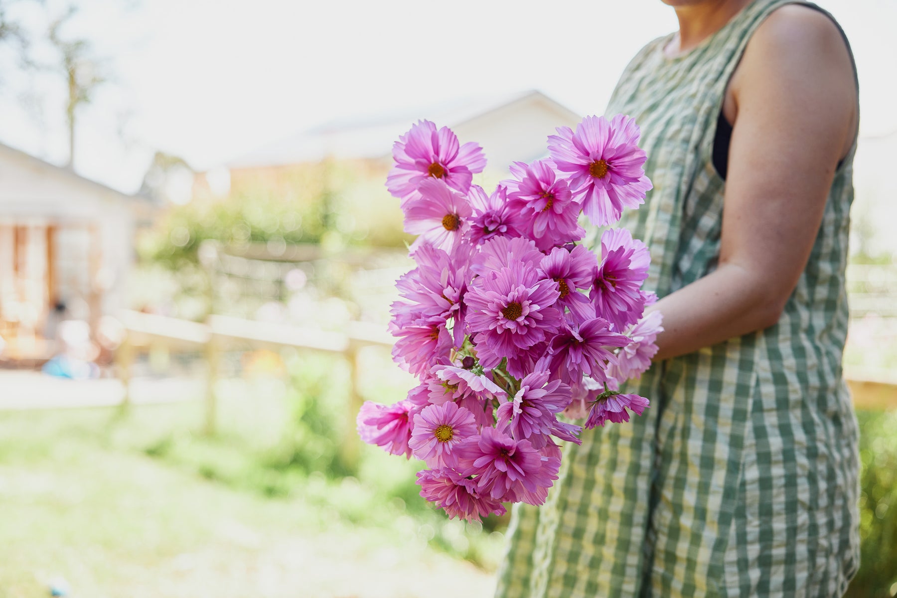 Cosmos Fizzy Rose Flower | X 50 Seeds – Veggie & Flower Garden Seeds