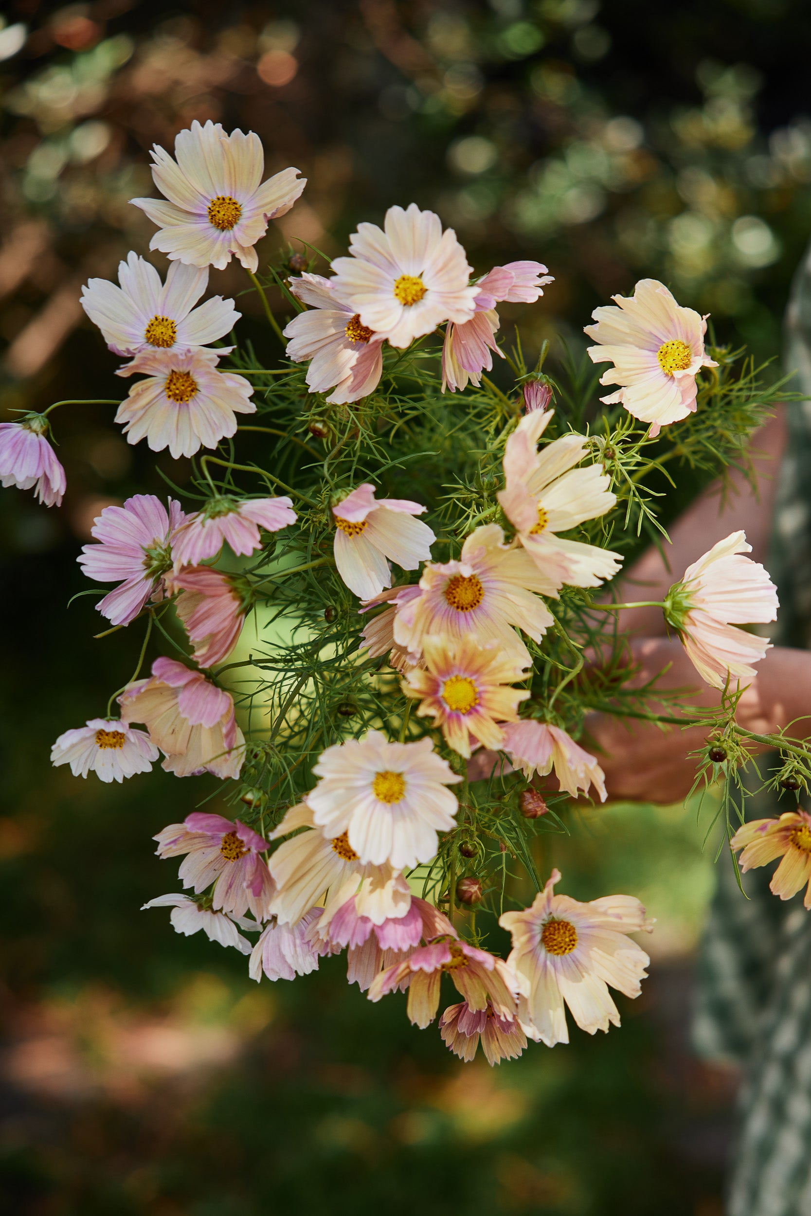 Cosmos Apricot Lemonade Flower | X 30 Seeds – Veggie & Flower Garden Seeds