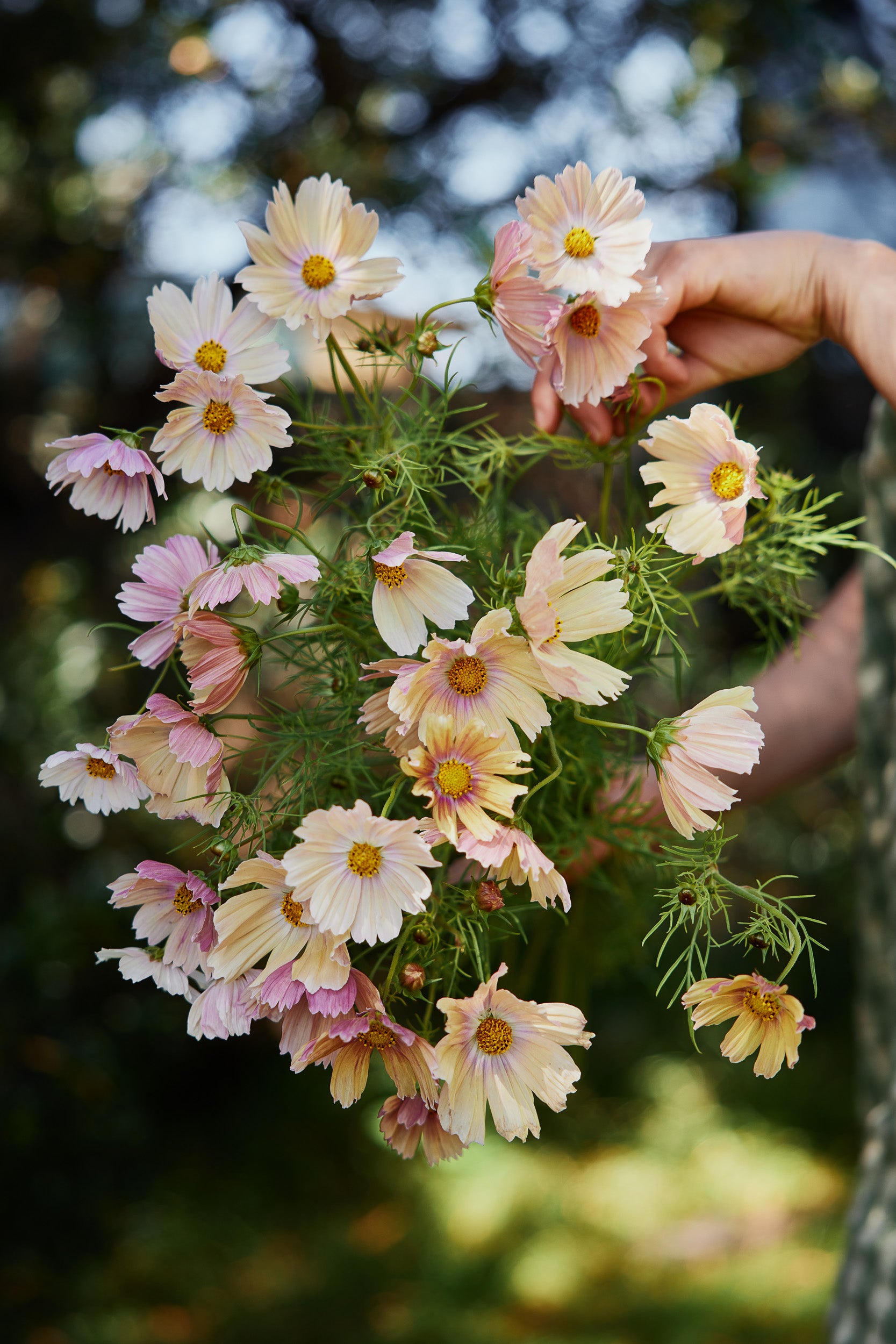 Cosmos Apricot Lemonade Flower | X 30 Seeds – Veggie & Flower Garden Seeds