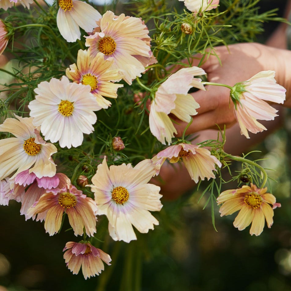 Cosmos Apricot Lemonade Flower | X 30 Seeds – Veggie & Flower Garden Seeds