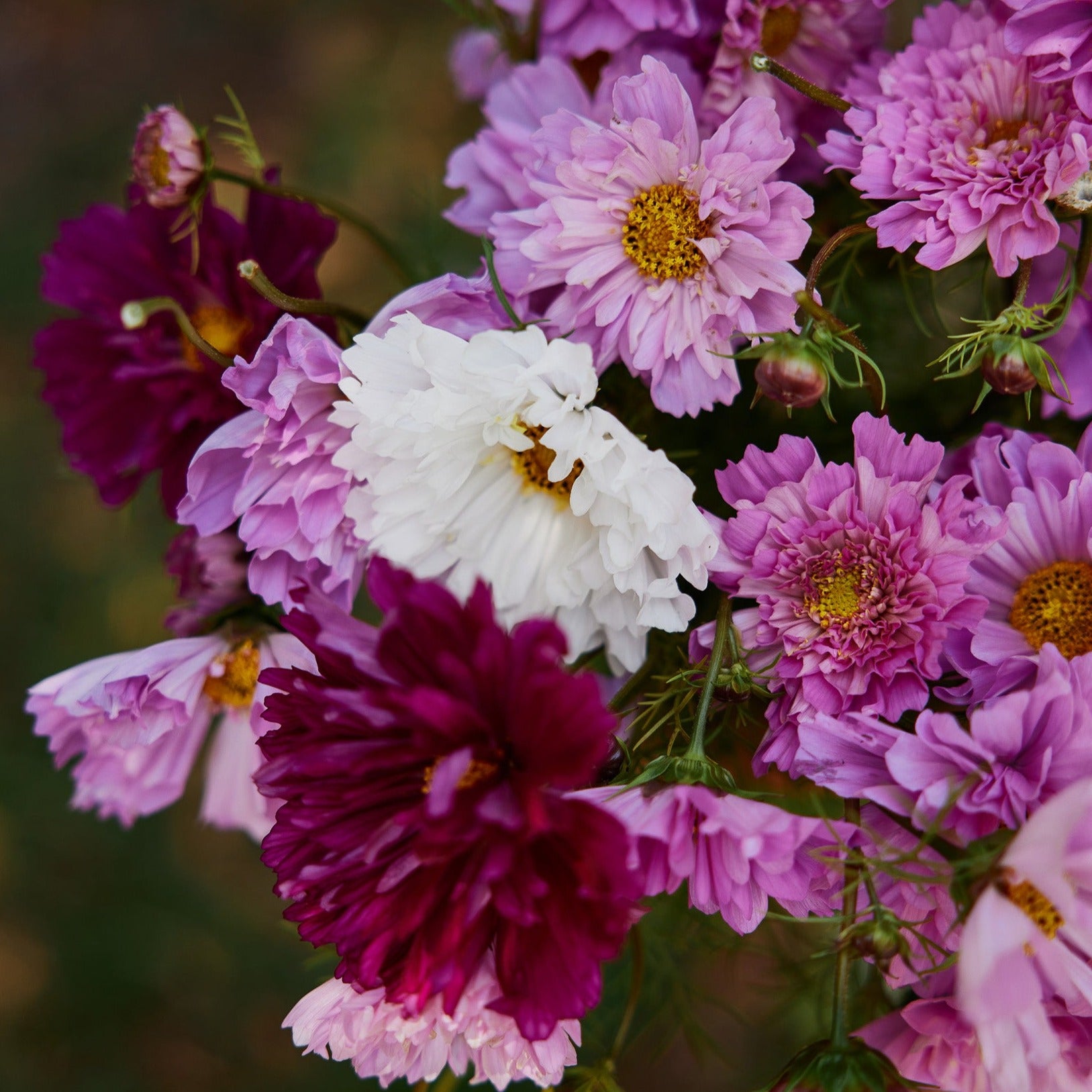 Cosmos Double Click Mix Flower | X 30 Seeds (Pink & White) – Veggie ...