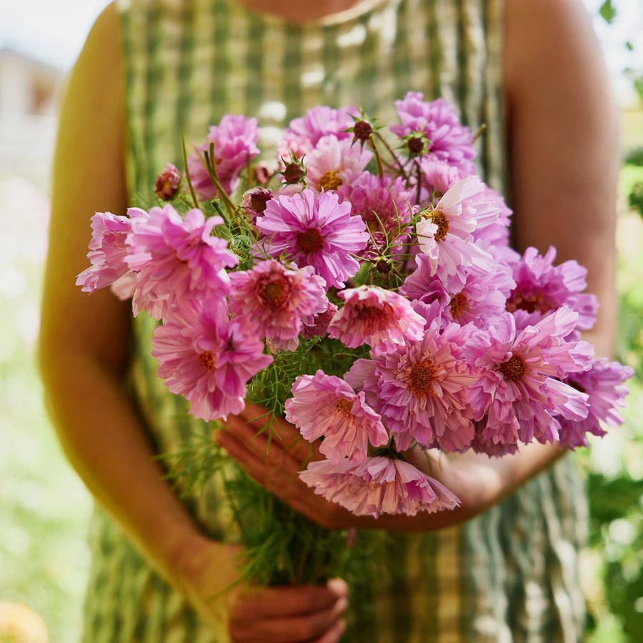 Cosmos Double Dutch Rose Bon Bon Flower | X 30 Seeds – Veggie & Flower ...