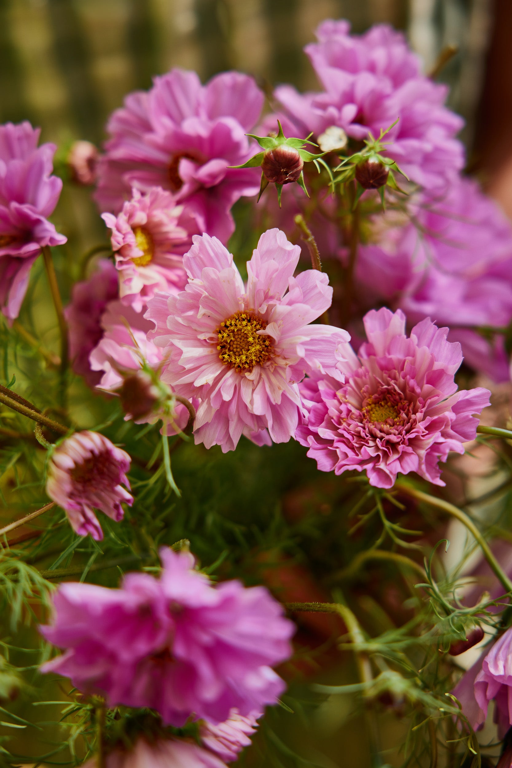 Cosmos Double Dutch Rose Bon Bon Flower | X 30 Seeds – Veggie & Flower ...