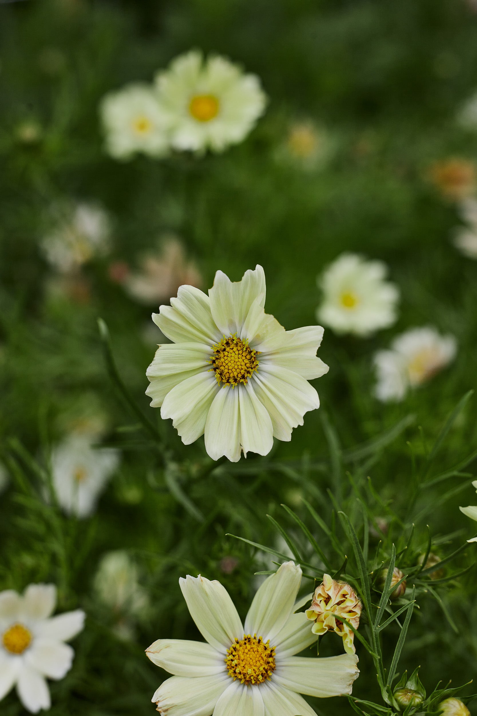 Cosmos Kiiro Flower | X 50 Seeds – Veggie & Flower Garden Seeds