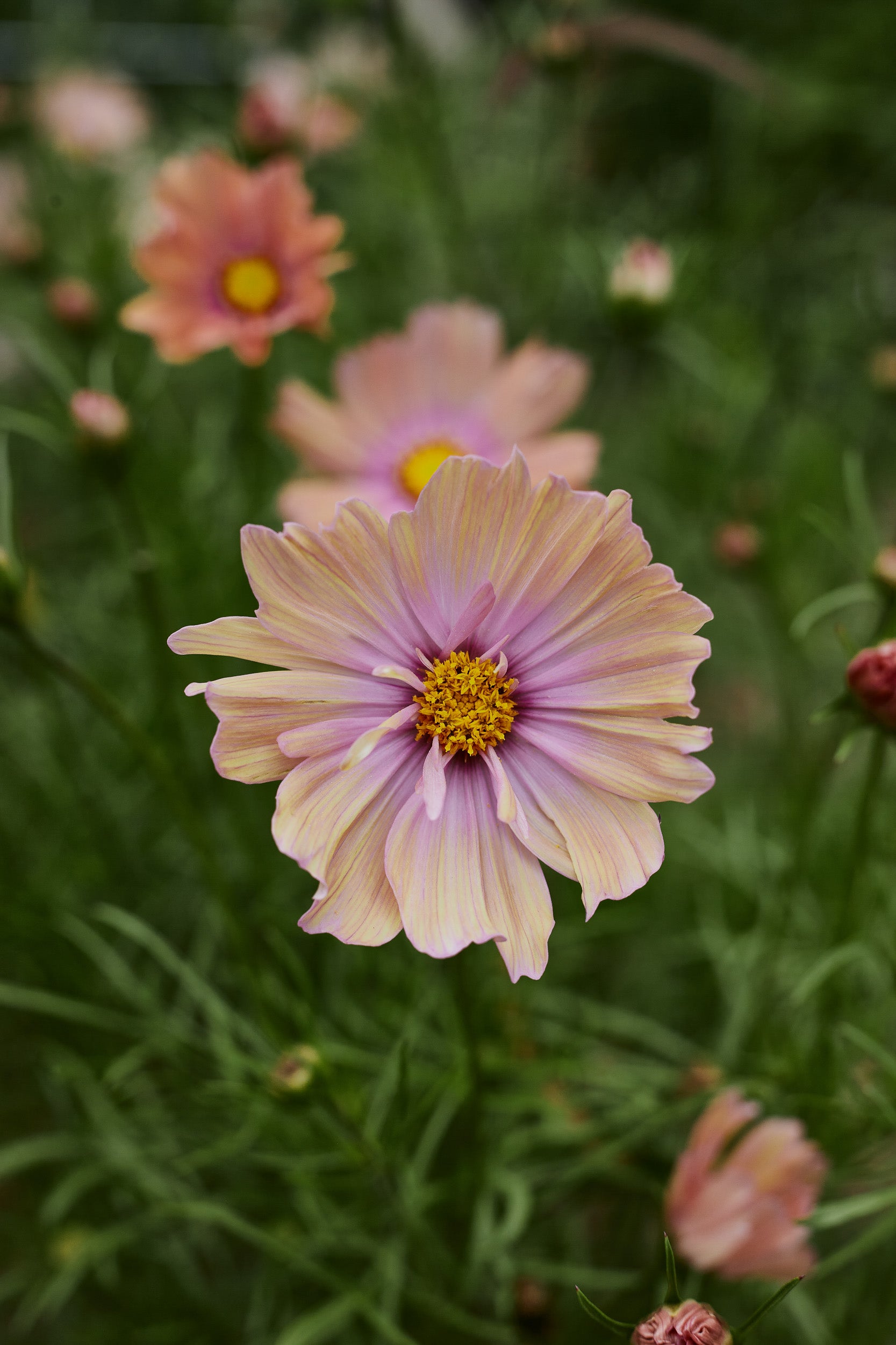 Cosmos Apricotta Flower | X 30 Seeds – Veggie & Flower Garden Seeds