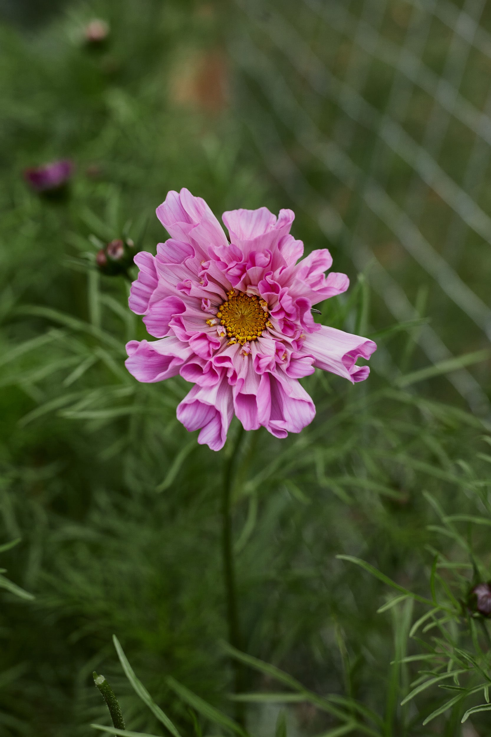 Cosmos Double Dutch Rose Bon Bon Flower | X 30 Seeds – Veggie & Flower ...