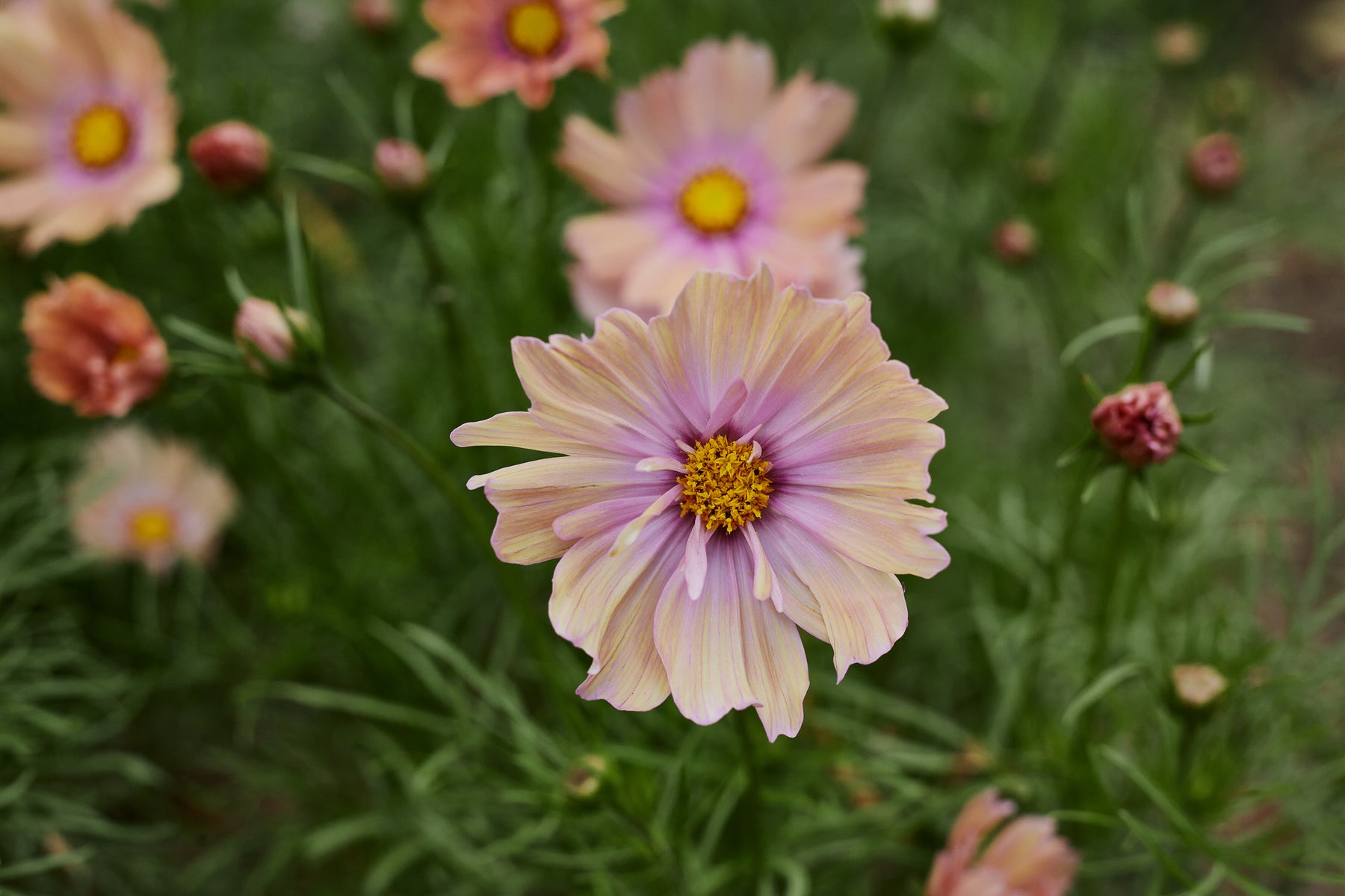 Cosmos Apricotta Flower | X 30 Seeds – Veggie & Flower Garden Seeds