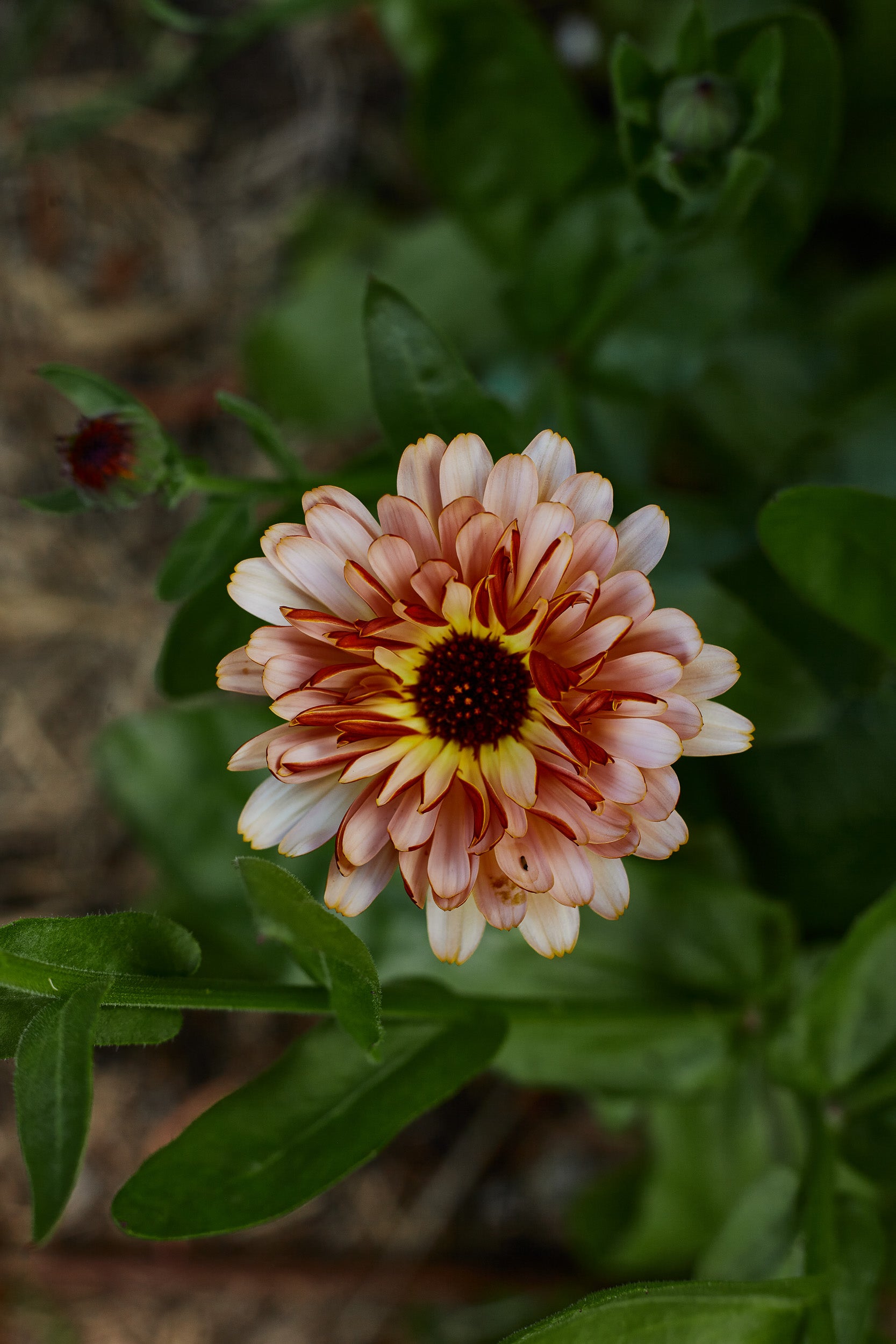 Calendula Pink Surprise Flower | X 30 Seeds – Veggie & Flower Garden Seeds