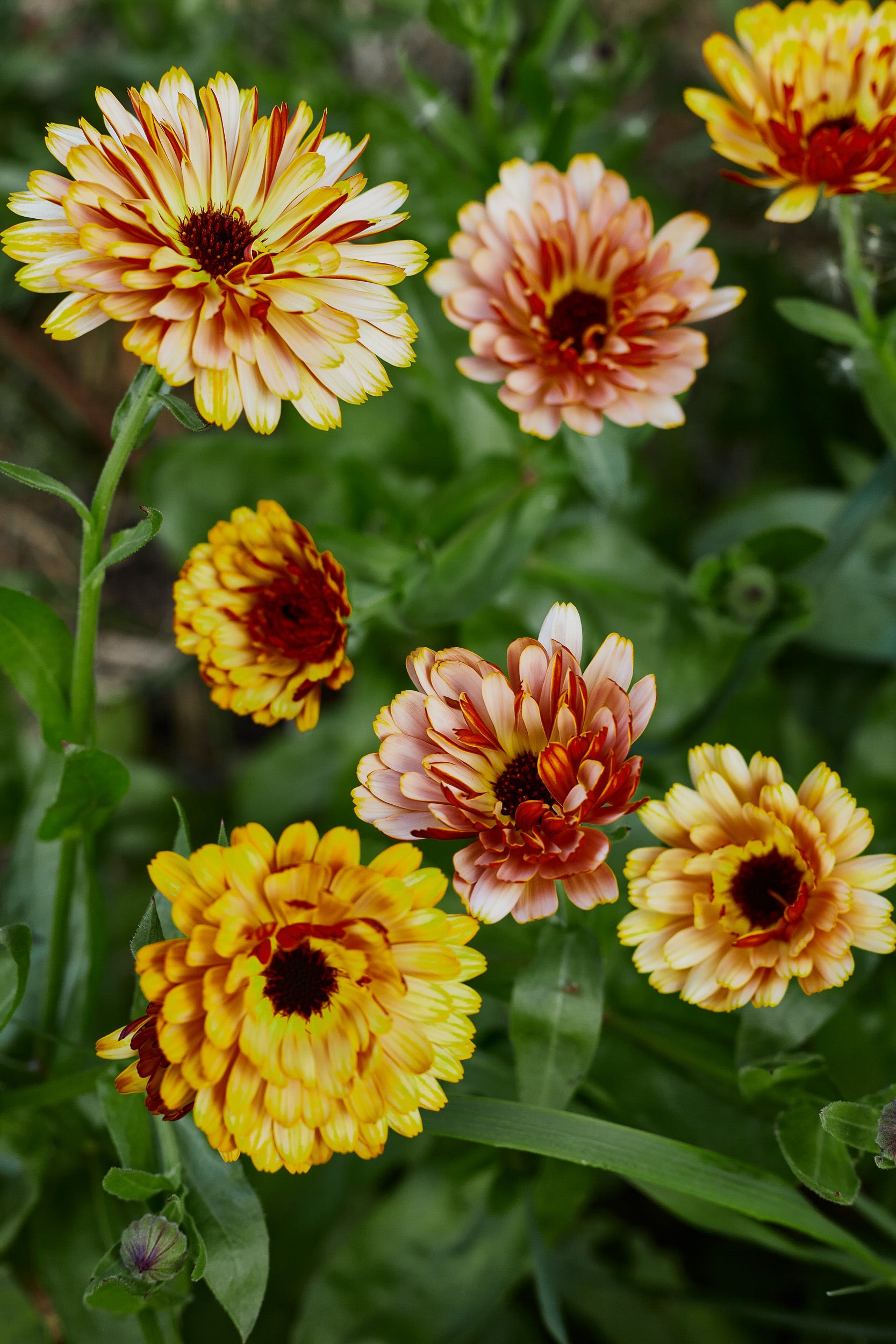 Calendula Pink Surprise Flower | X 30 Seeds – Veggie & Flower Garden Seeds