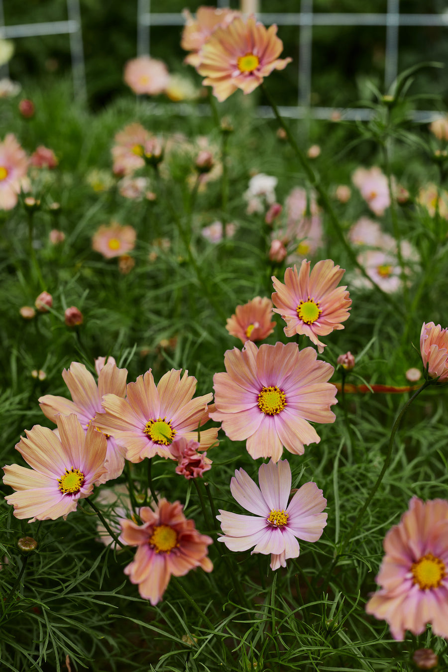Cosmos Apricotta Flower | X 30 Seeds – Veggie & Flower Garden Seeds