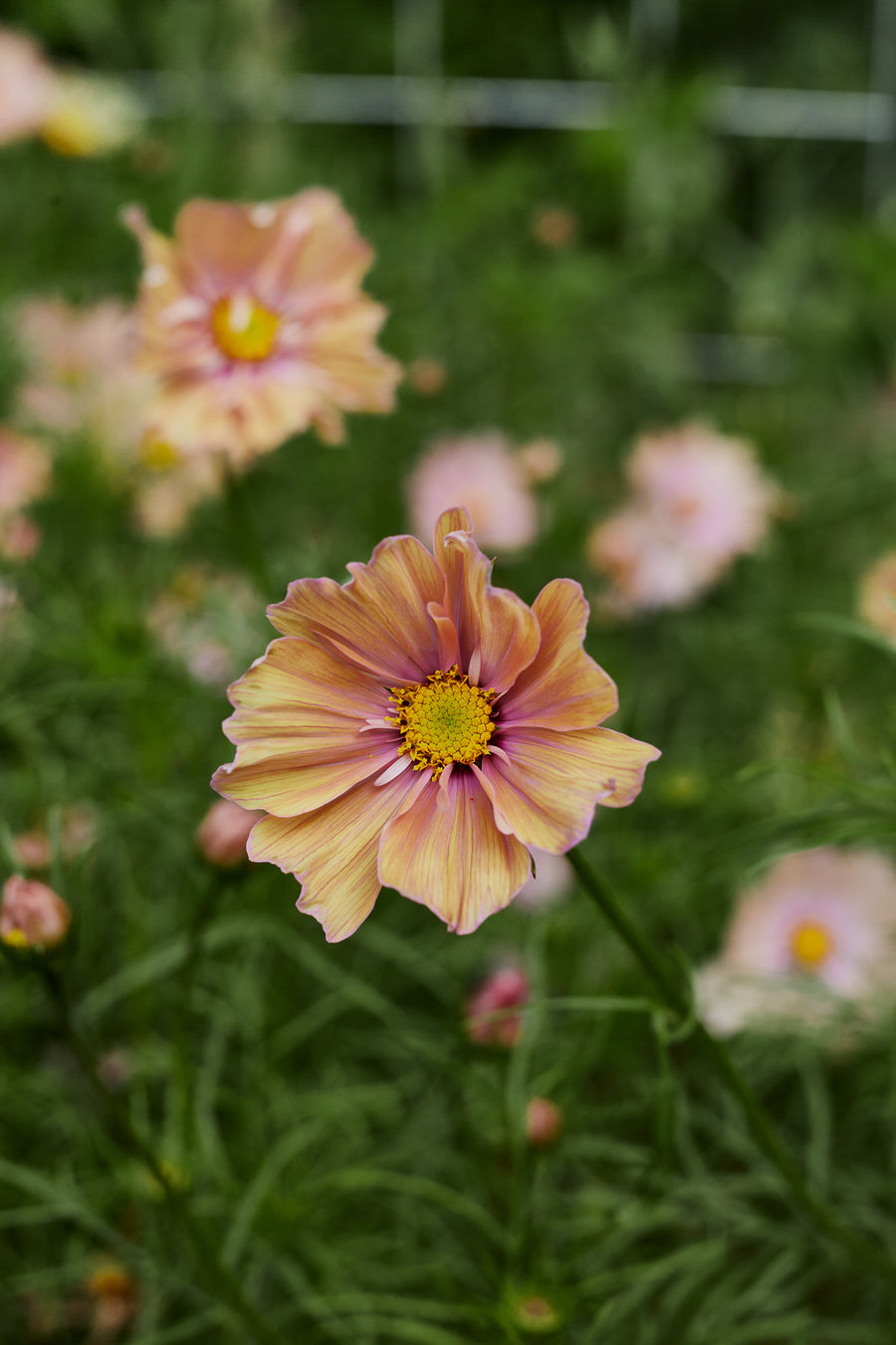 Cosmos Apricotta Flower | X 30 Seeds – Veggie & Flower Garden Seeds