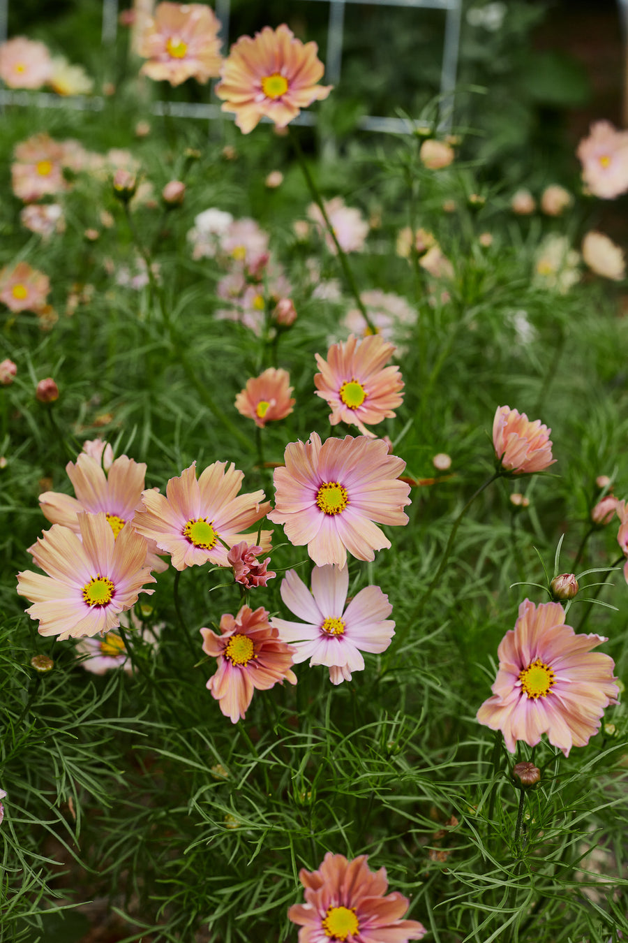 Cosmos Apricotta Flower | X 30 Seeds – Veggie & Flower Garden Seeds