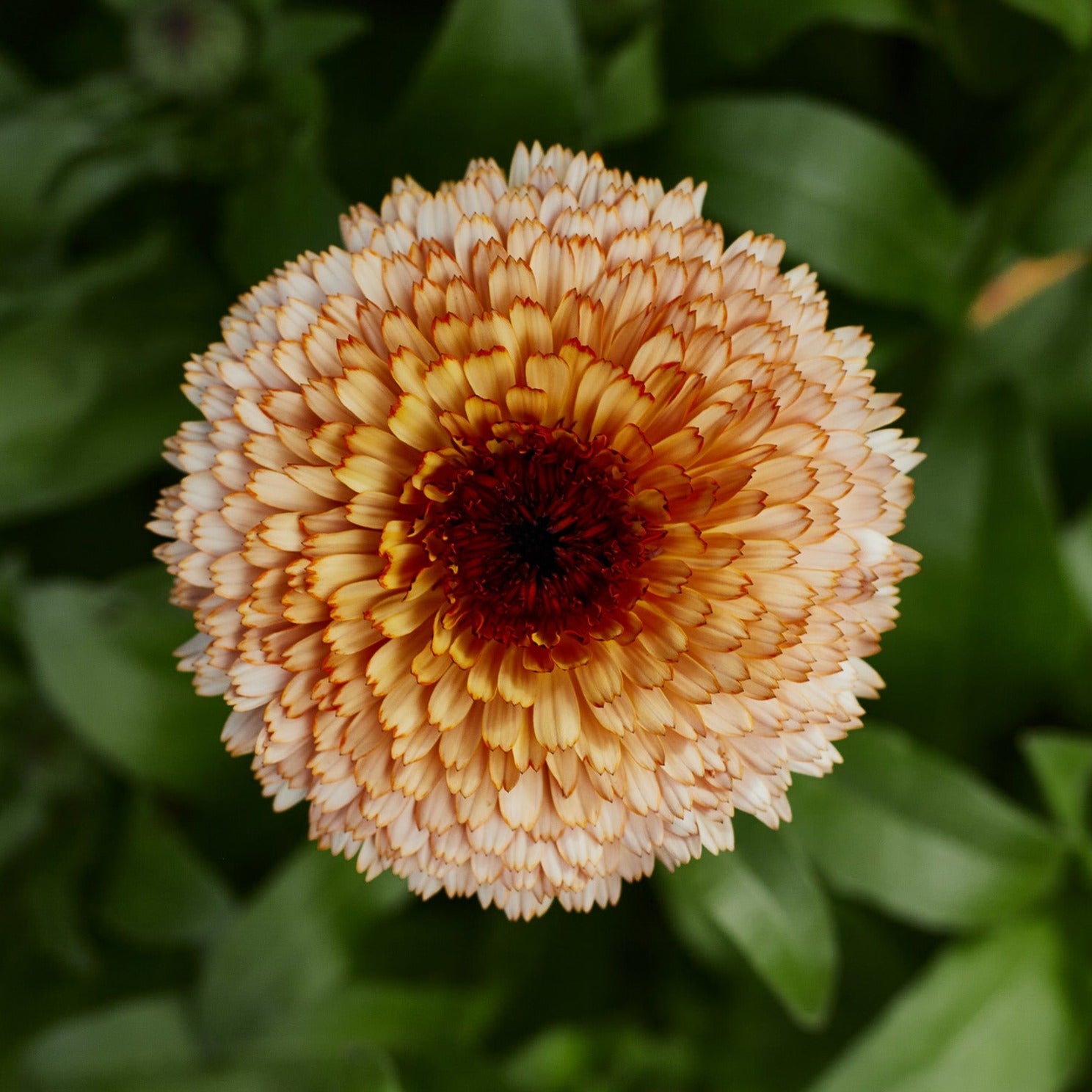 Calendula Pygmy Buff Flower | X 30 Seeds – Veggie & Flower Garden Seeds