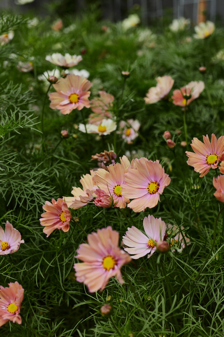 Cosmos Apricotta Flower | X 30 Seeds – Veggie & Flower Garden Seeds