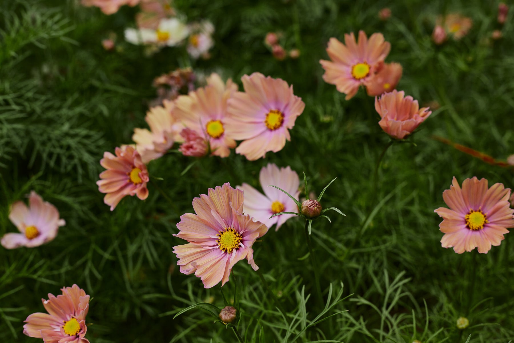 Cosmos Apricotta Flower | X 30 Seeds – Veggie & Flower Garden Seeds